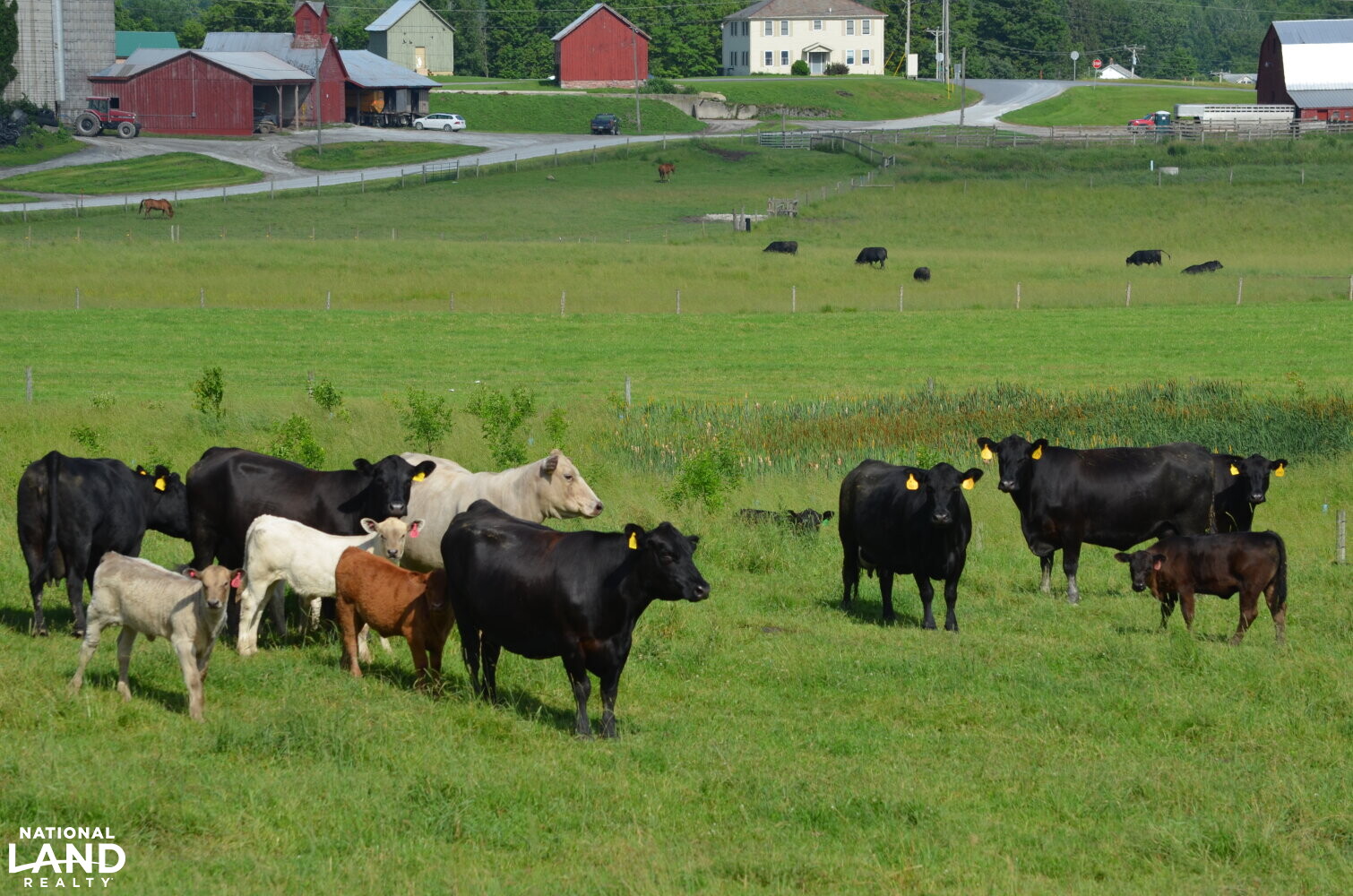 Mountain Meadows Farm - Organic Beef Operation in Addison County ...