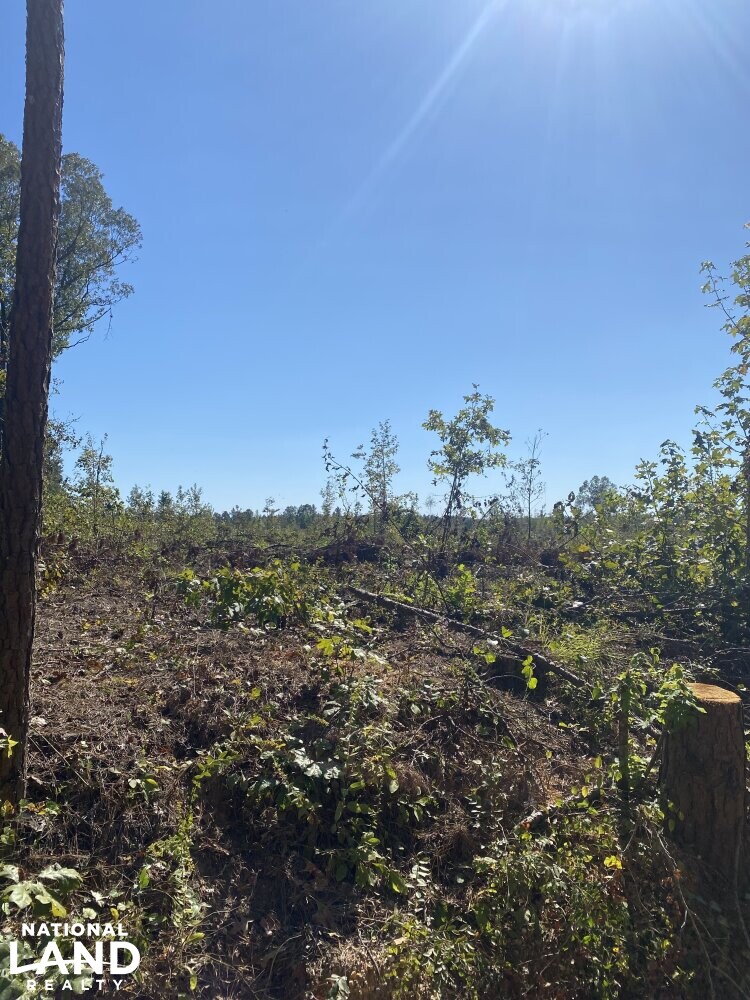 Rison Retreat in Cleveland County, Arkansas (7 Photos) | National Land ...