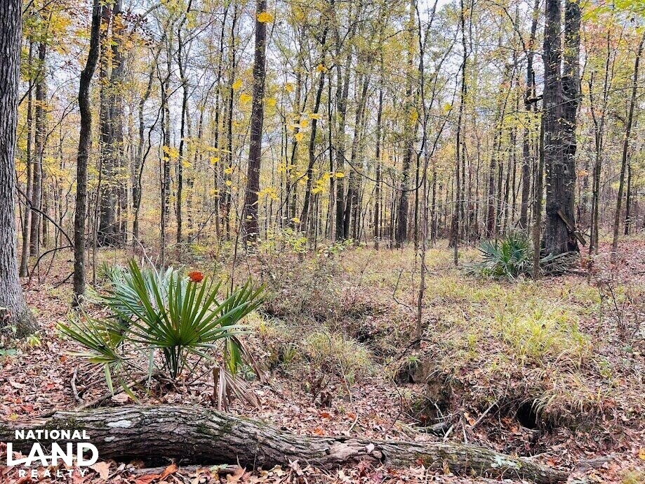 Roberta Rural Acreage in Crawford County, Georgia (15 Photos ...