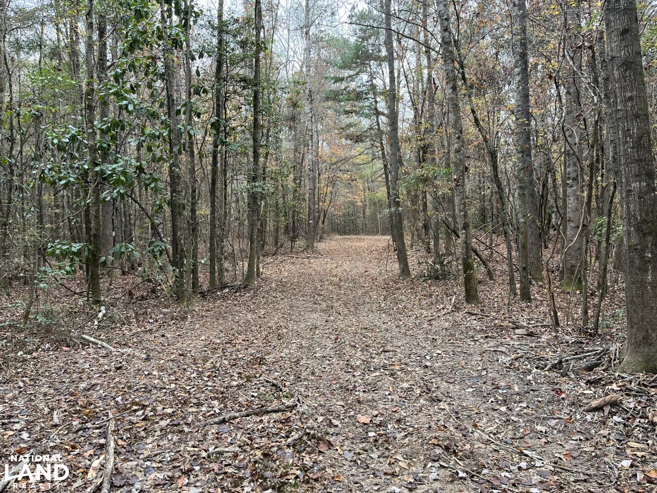 Hardwood Timber - Hunting - Investment Property in Newton County ...