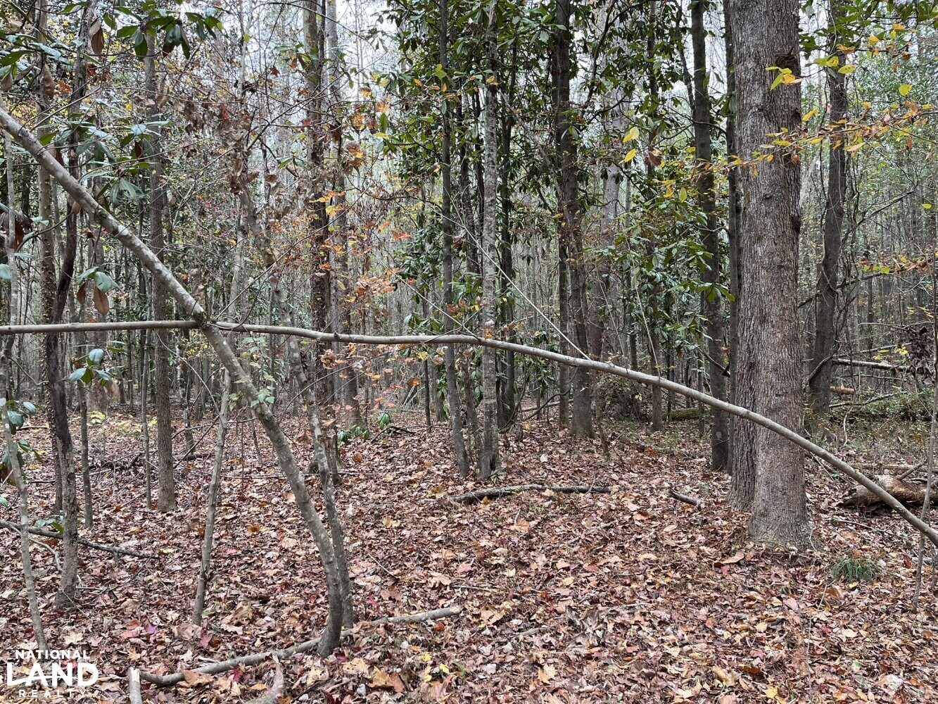 Hardwood Timber - Hunting - Investment Property in Newton County ...