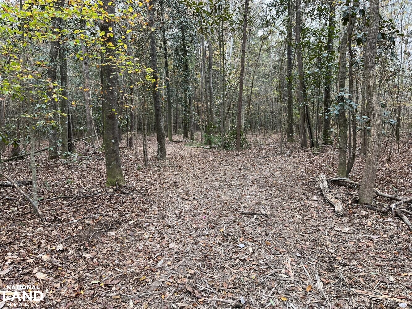 Hardwood Timber - Hunting - Investment Property in Newton County ...