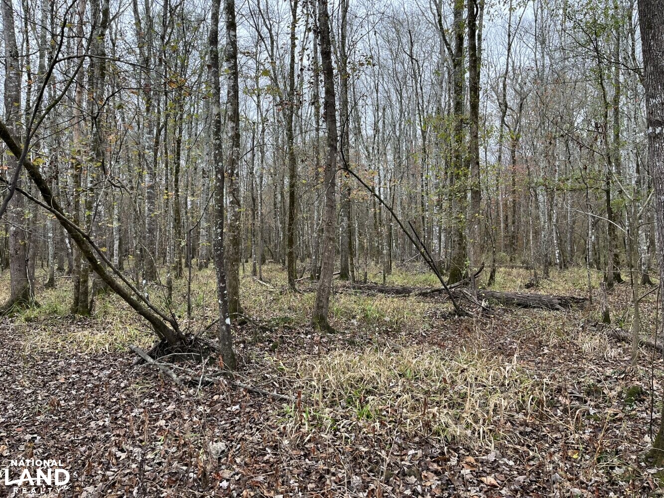 Hardwood Timber - Hunting - Investment Property in Newton County ...