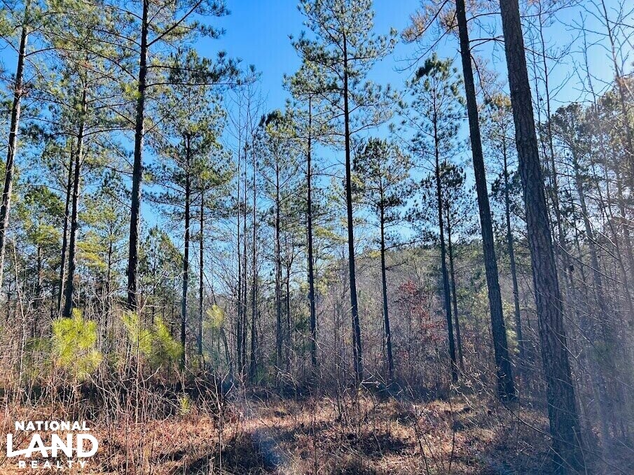 Acreage adjoining National Park in Cleburne County, Alabama (14 Photos ...
