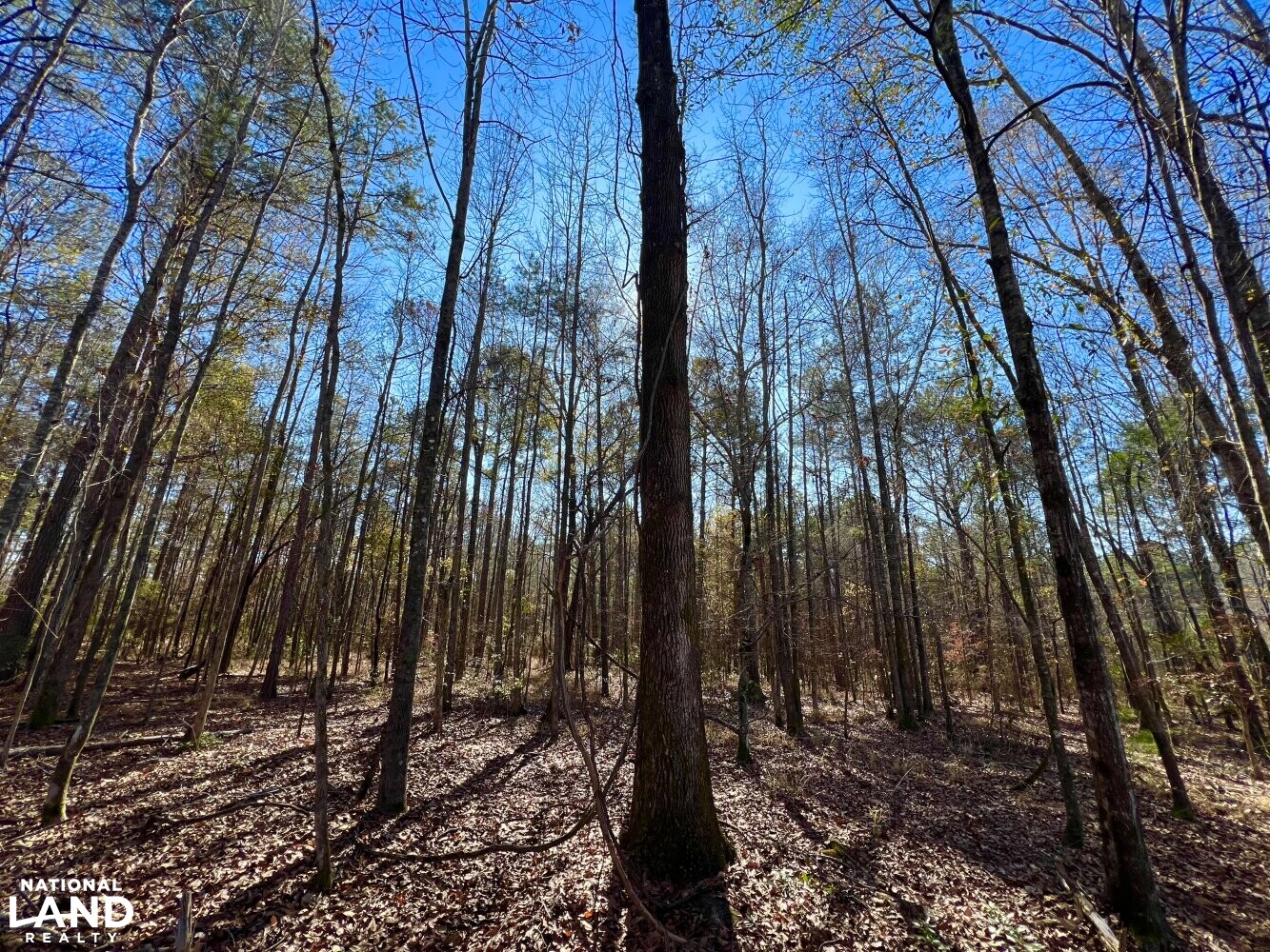 North Fork Cowikee Creek Hunting and Recreational Tract in Barbour ...