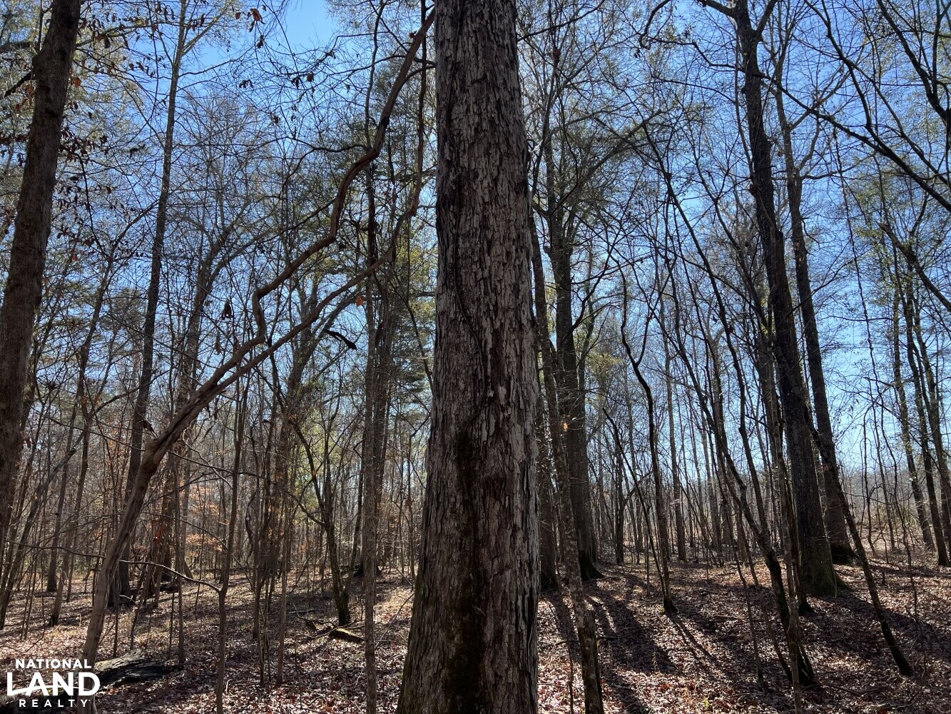 North Fork Cowikee Creek Hunting and Recreational Tract in Barbour ...