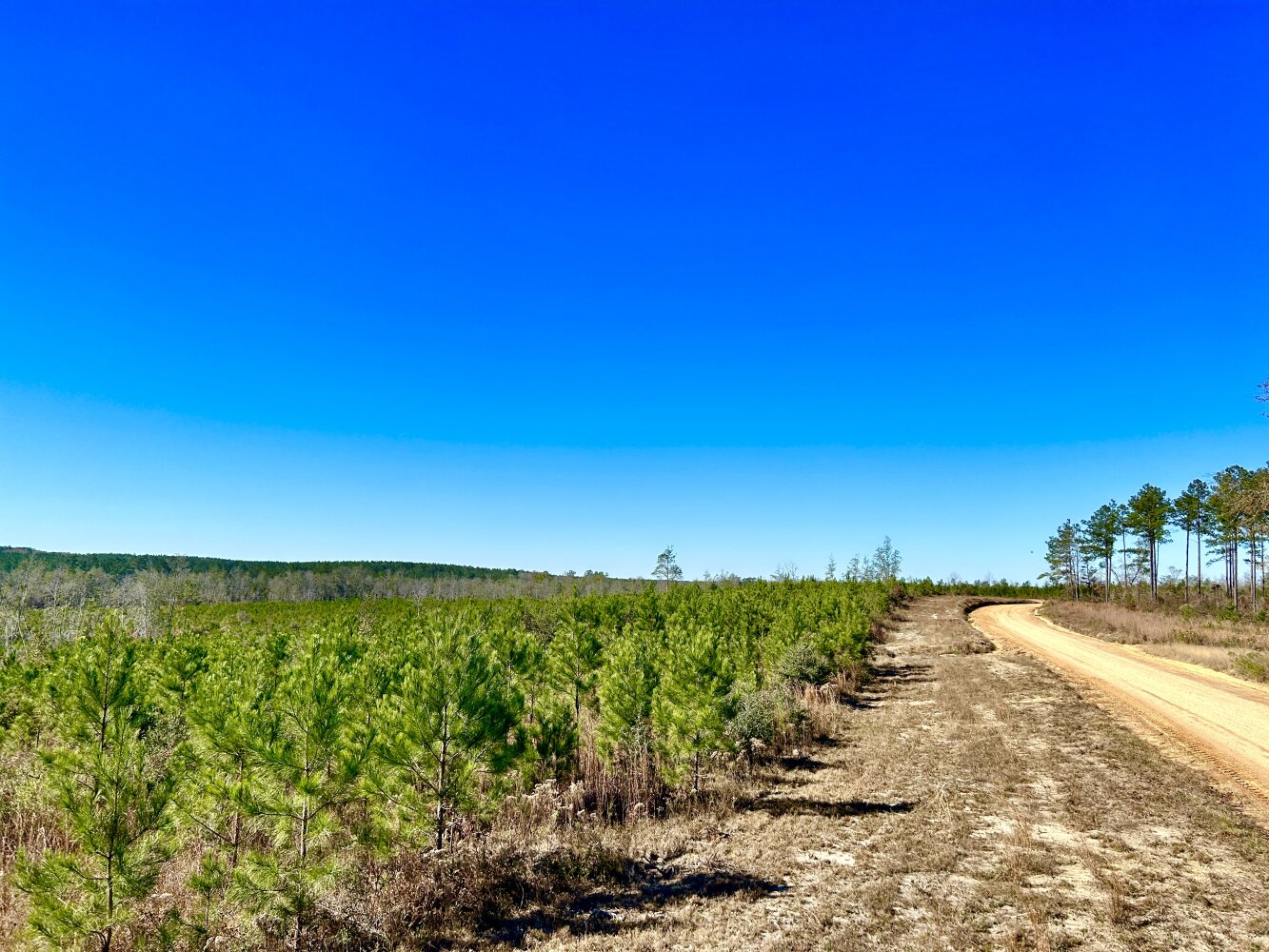 Leakesville Creekfront Timberland and Hunting Property in Greene County ...