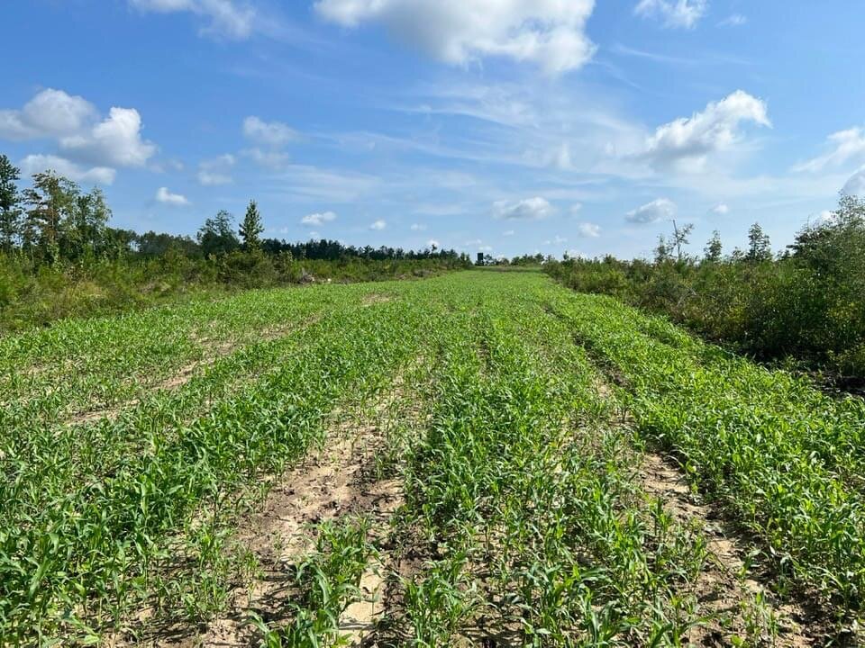 Leakesville Creekfront Timberland and Hunting Property in Greene County ...