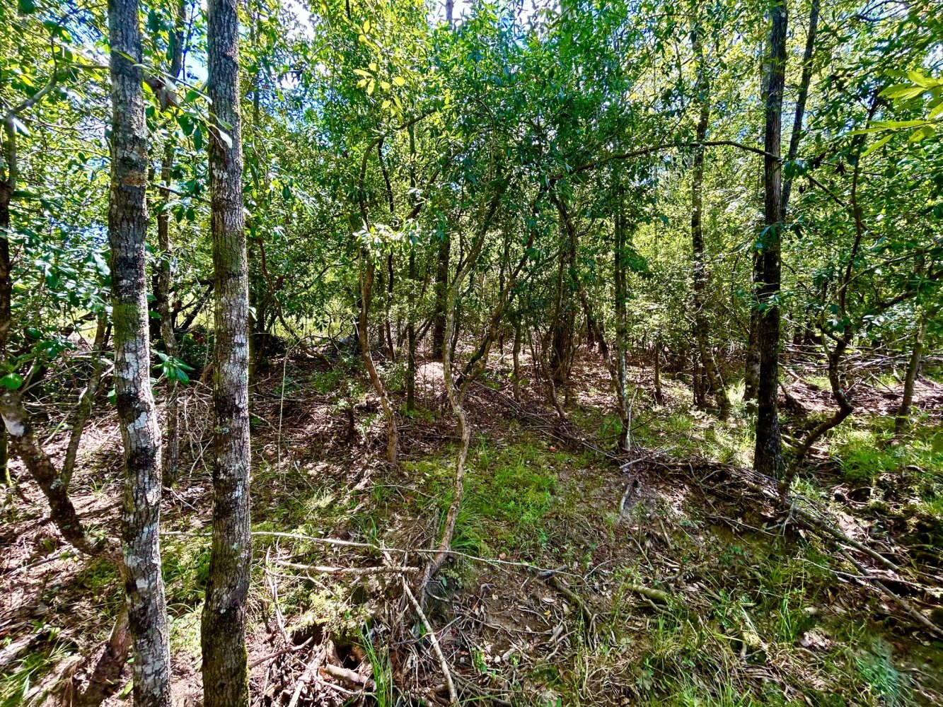 Leakesville Creekfront Timberland and Hunting Property in Greene County ...