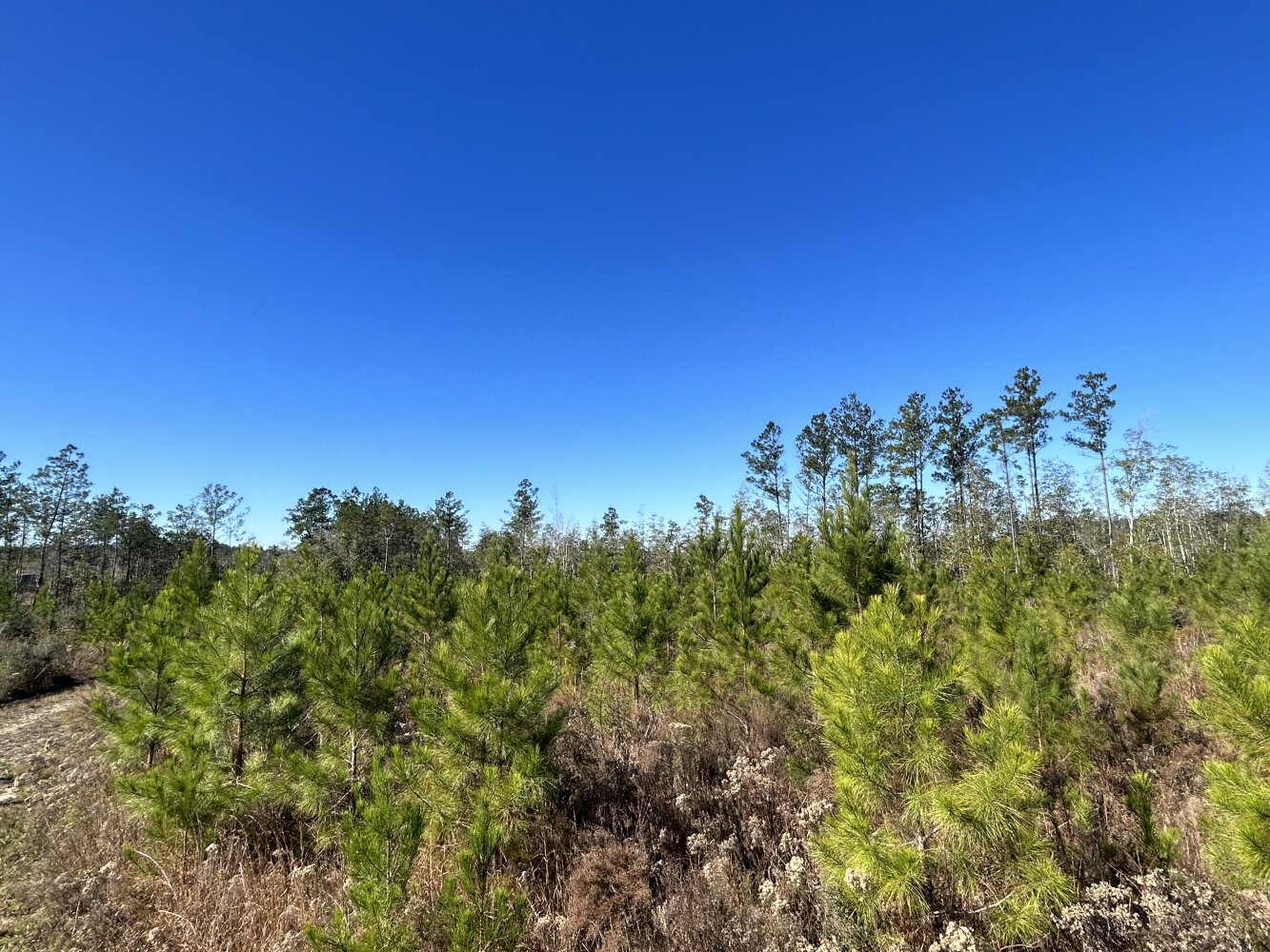 Leakesville Creekfront Timberland and Hunting Property in Greene County ...