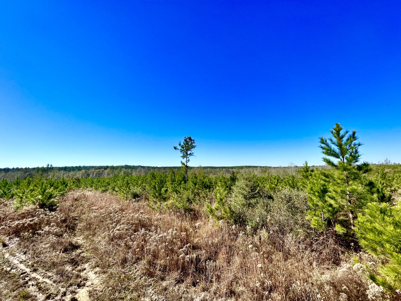 Leakesville Creekfront Timberland and Hunting Property in Greene County ...