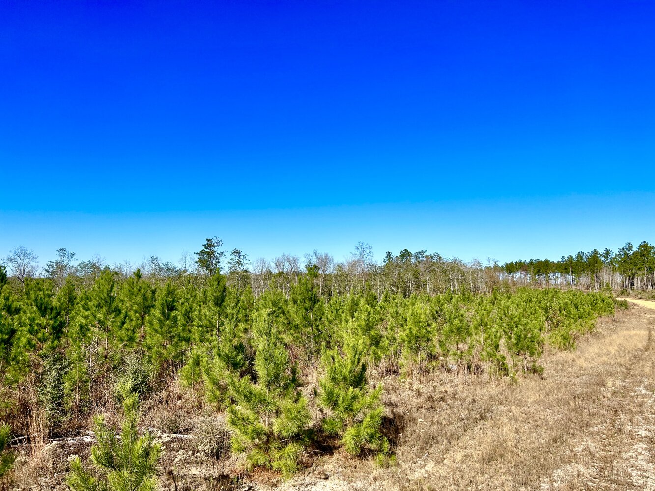 Leakesville Creekfront Timberland and Hunting Property in Greene County ...