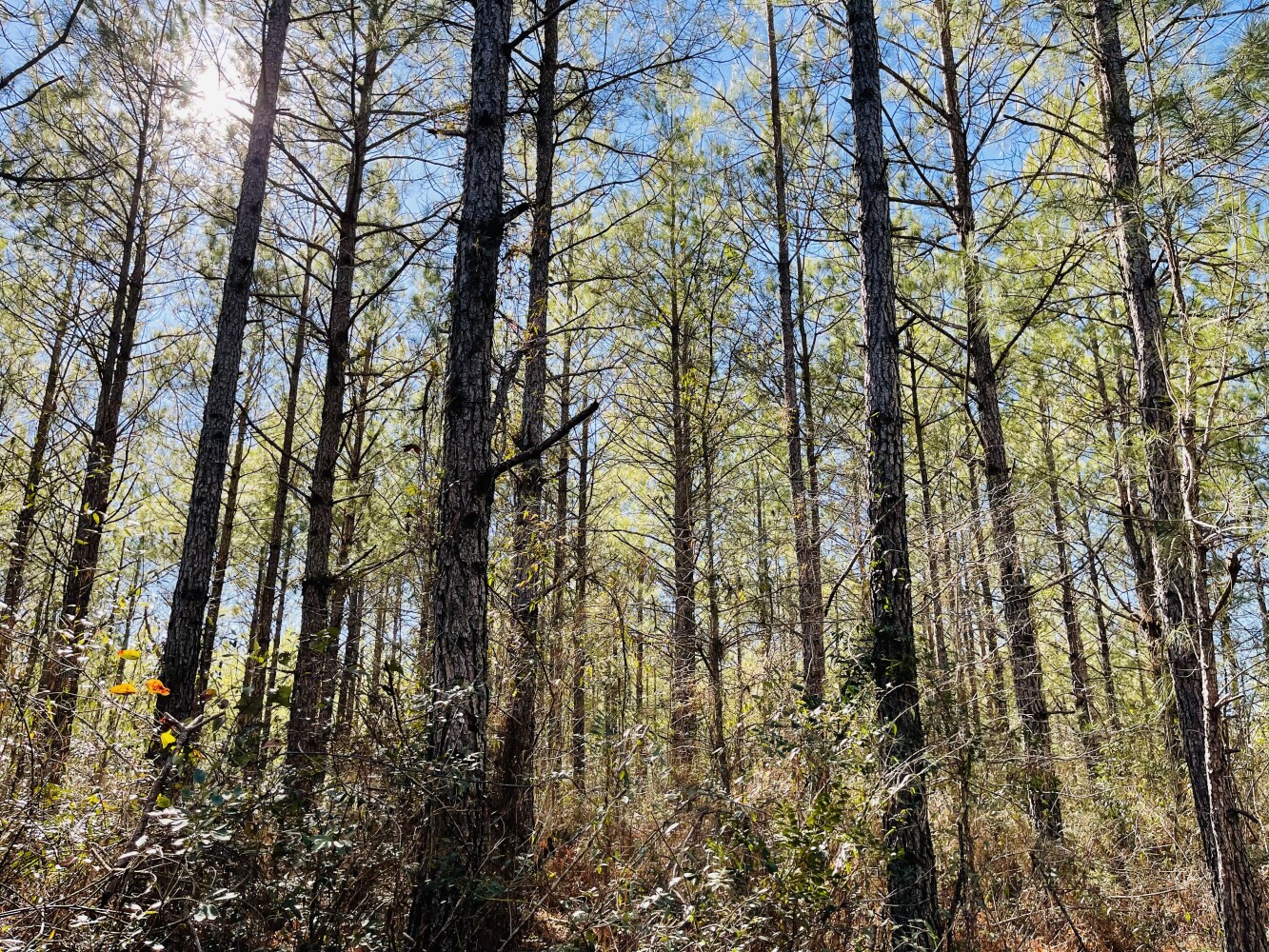 Harrells 232. in Sampson County, North Carolina (12 Photos) | National ...