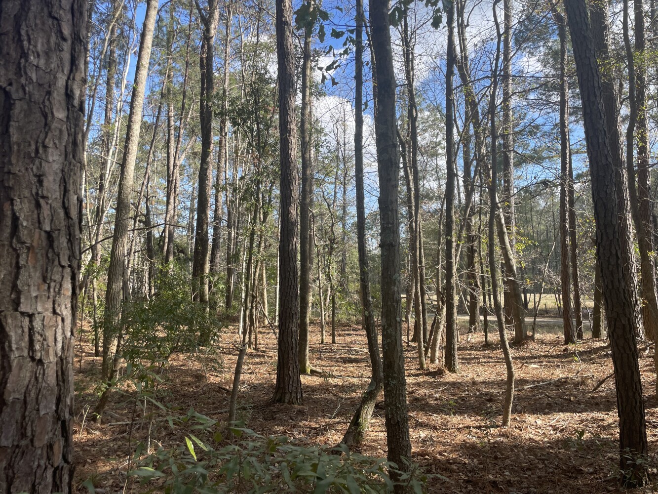 Pinopolis Area Homesite 2 in Berkeley County, South Carolina (8 Photos ...