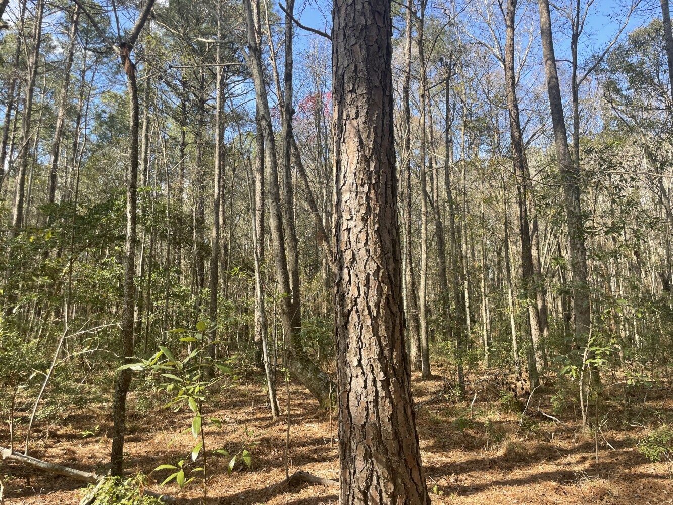 Pinopolis Area Homesite 2 in Berkeley County, South Carolina (8 Photos ...