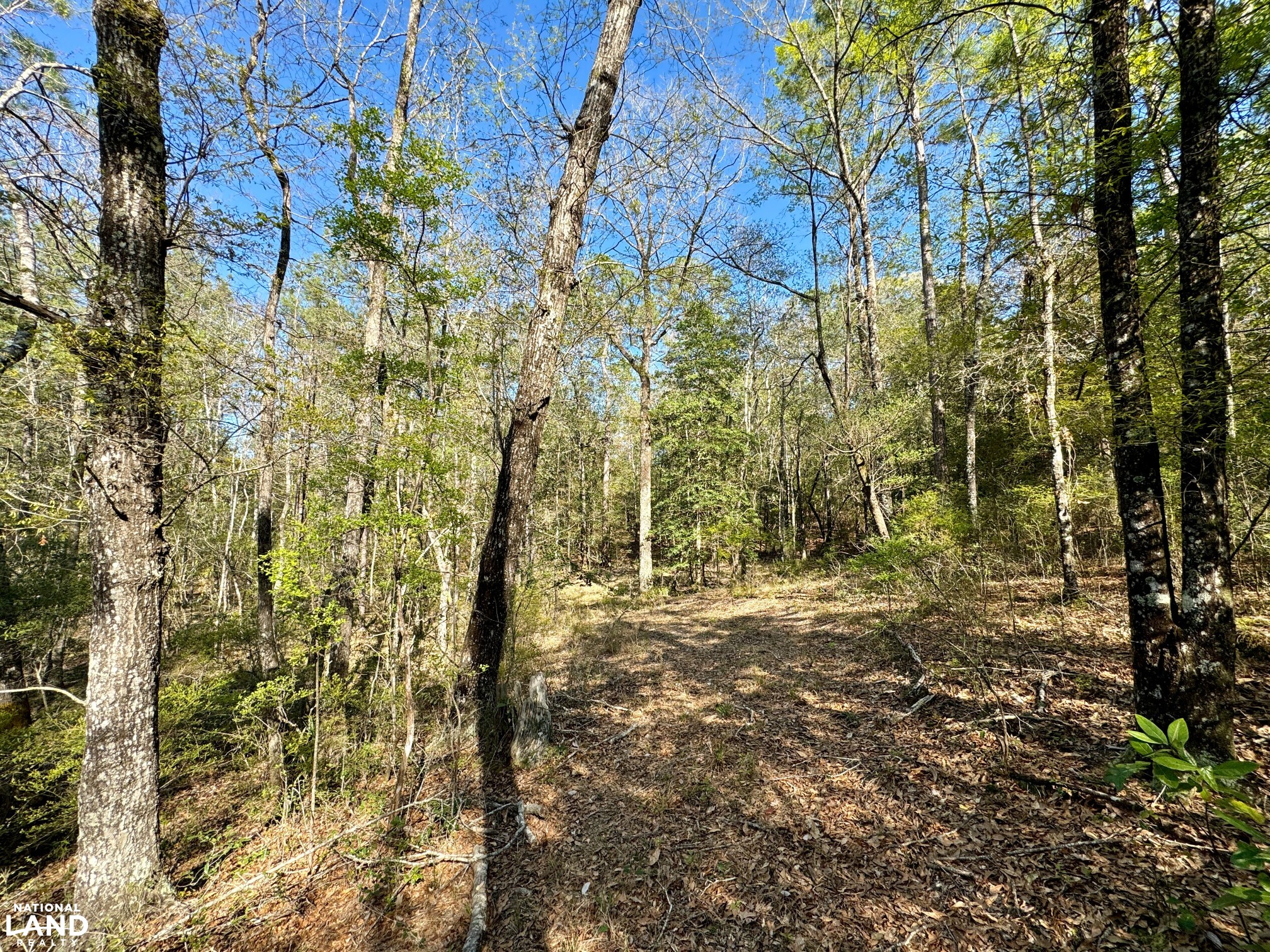 Tibbie Highway 17 Timber and Hunting Tract in Washington County ...
