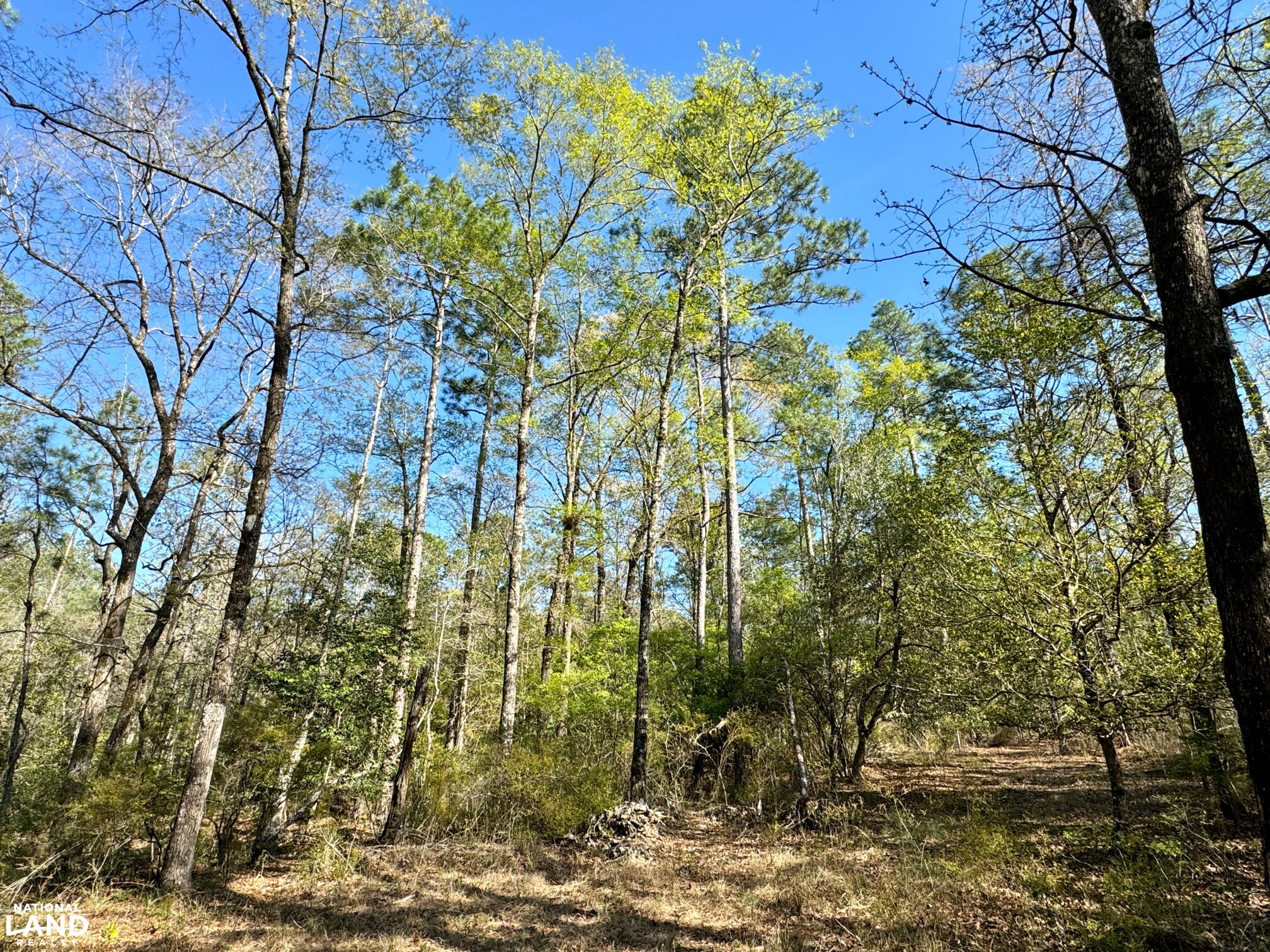 Tibbie Highway 17 Timber and Hunting Tract in Washington County ...