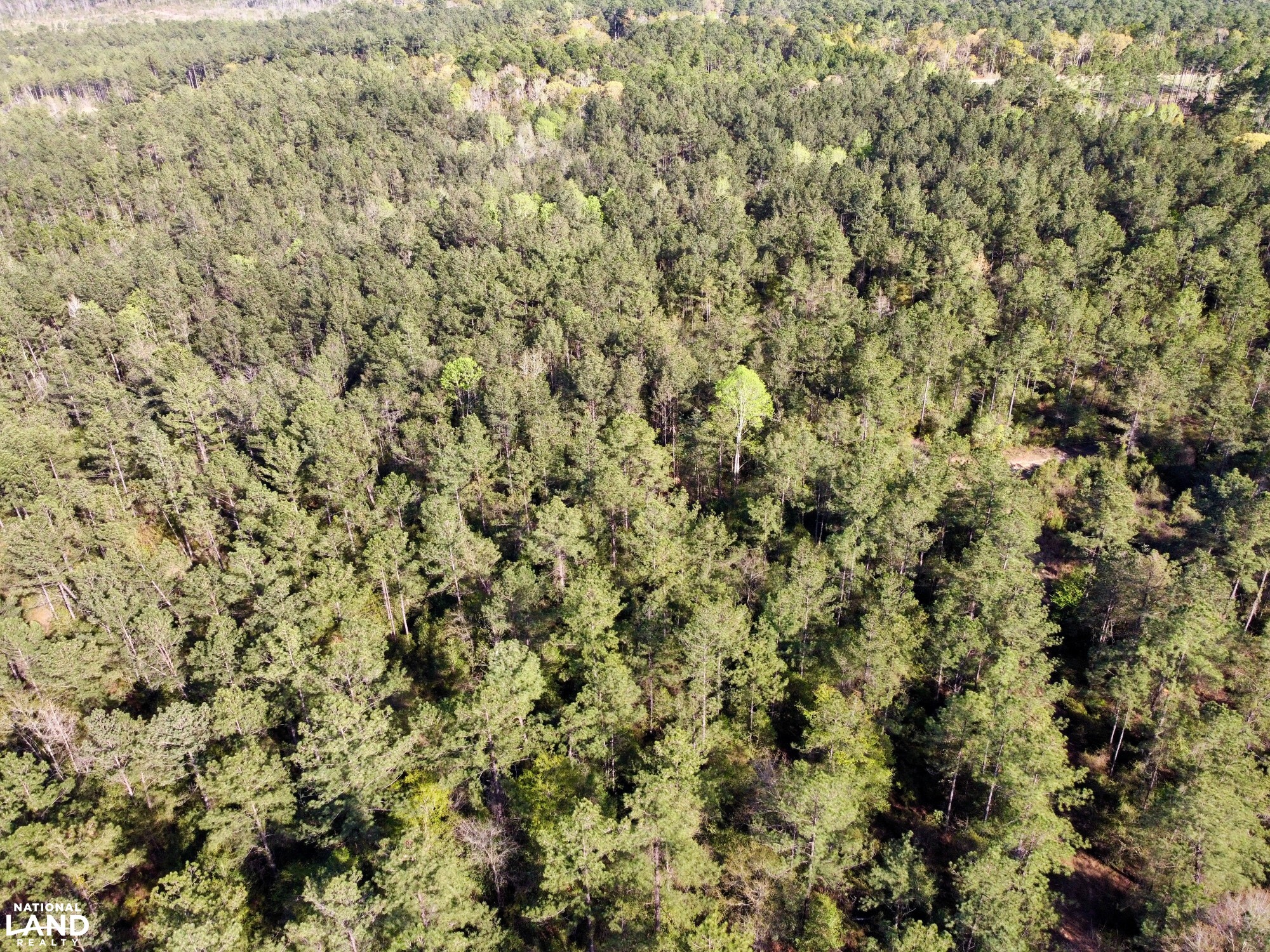 Tibbie Highway 17 Timber and Hunting Tract in Washington County ...