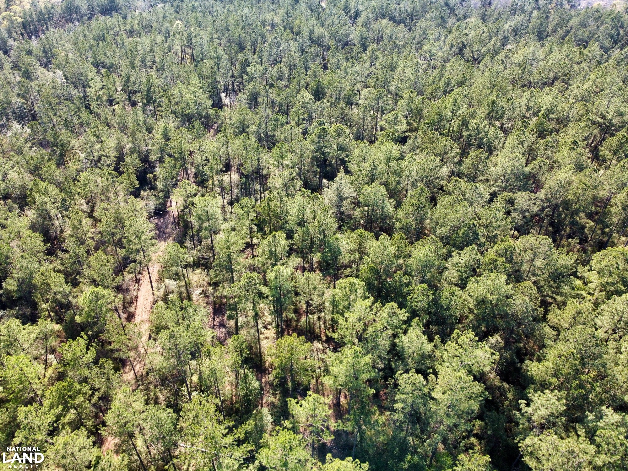 Tibbie Highway 17 Timber and Hunting Tract in Washington County ...