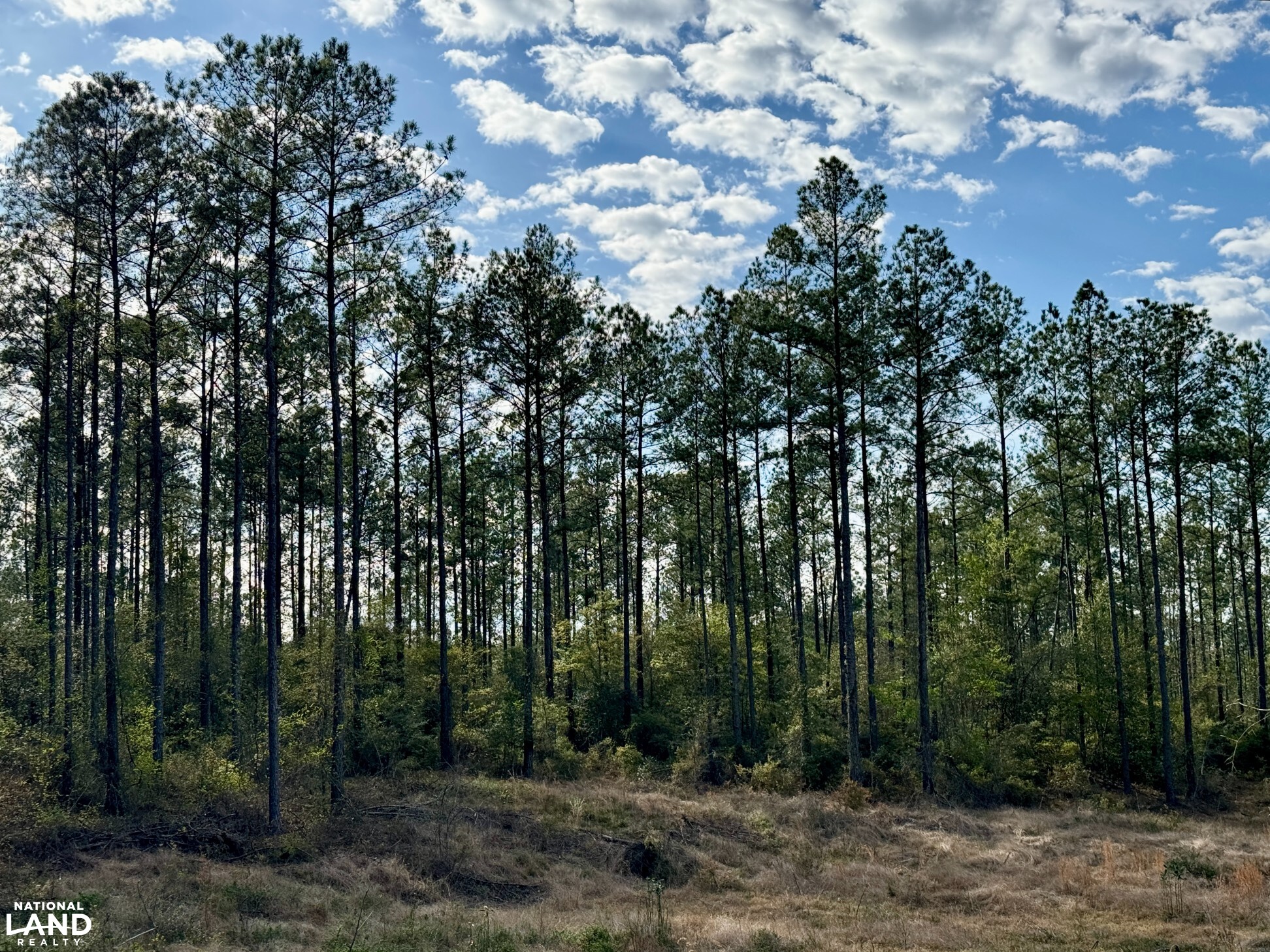 Tibbie Highway 17 Timber and Hunting Tract in Washington County ...
