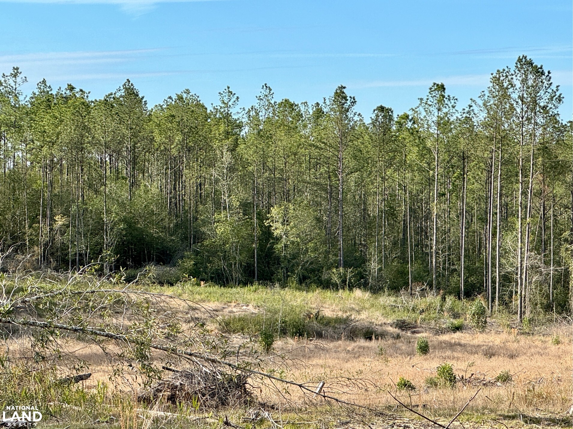 Tibbie Highway 17 Timber and Hunting Tract in Washington County ...