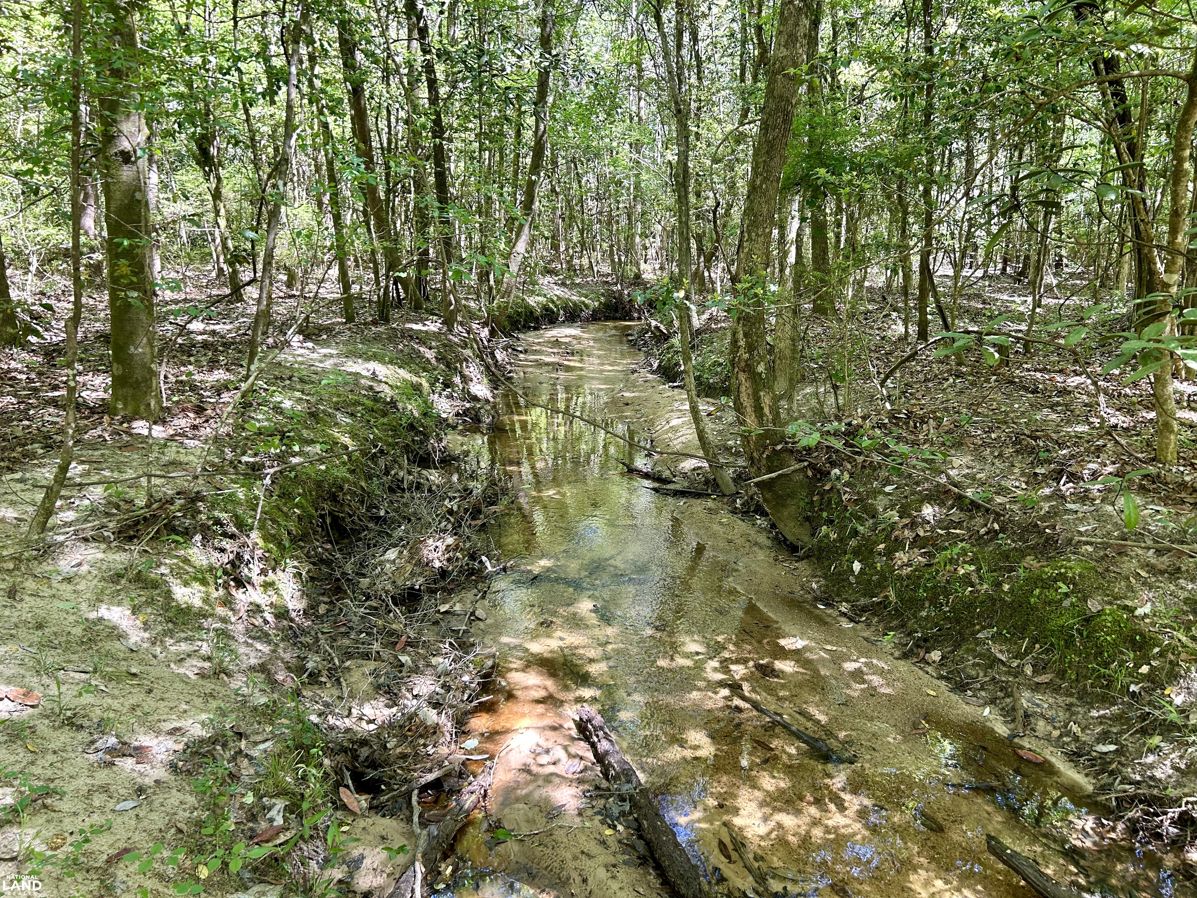 JP Howard Road Tract in Conecuh County, Alabama (37 Photos) | National ...