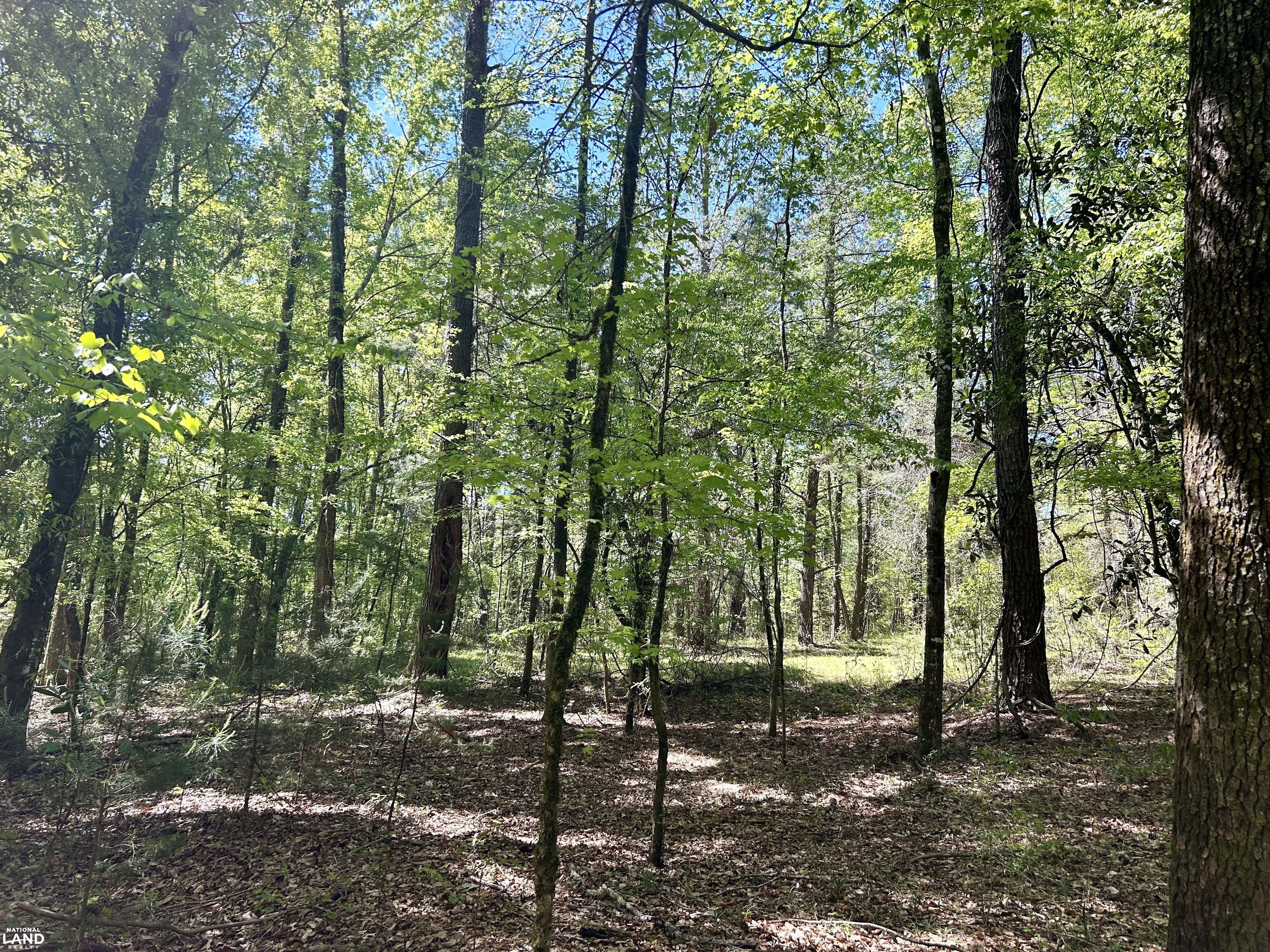 JP Howard Road Tract in Conecuh County, Alabama (37 Photos) | National ...