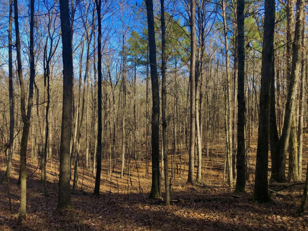 Sterrett Recreation & Homesite in Shelby County, Alabama (19 Photos ...