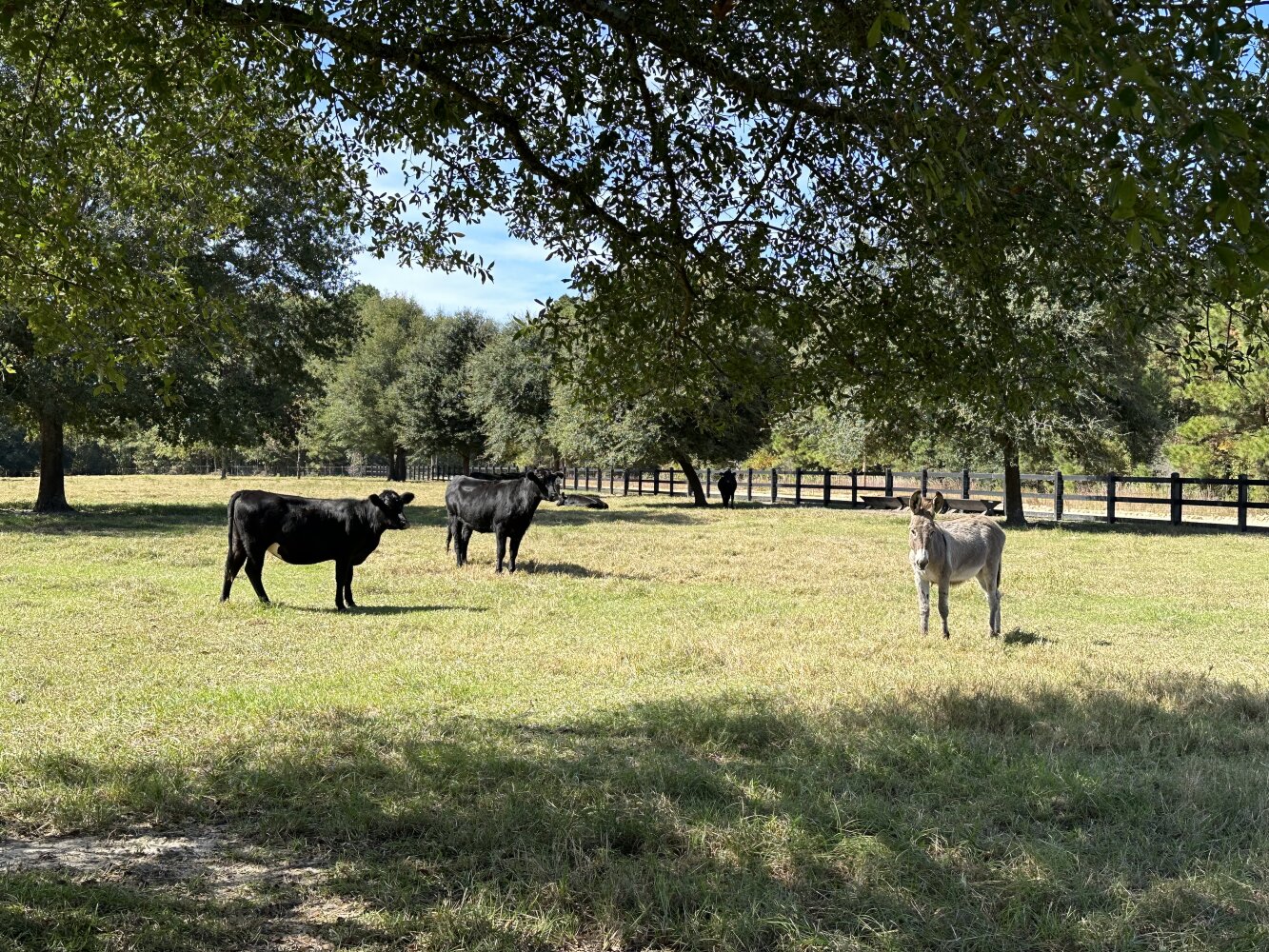 Cope Horse Farm and Ranch in Orangeburg County, South Carolina (62 ...