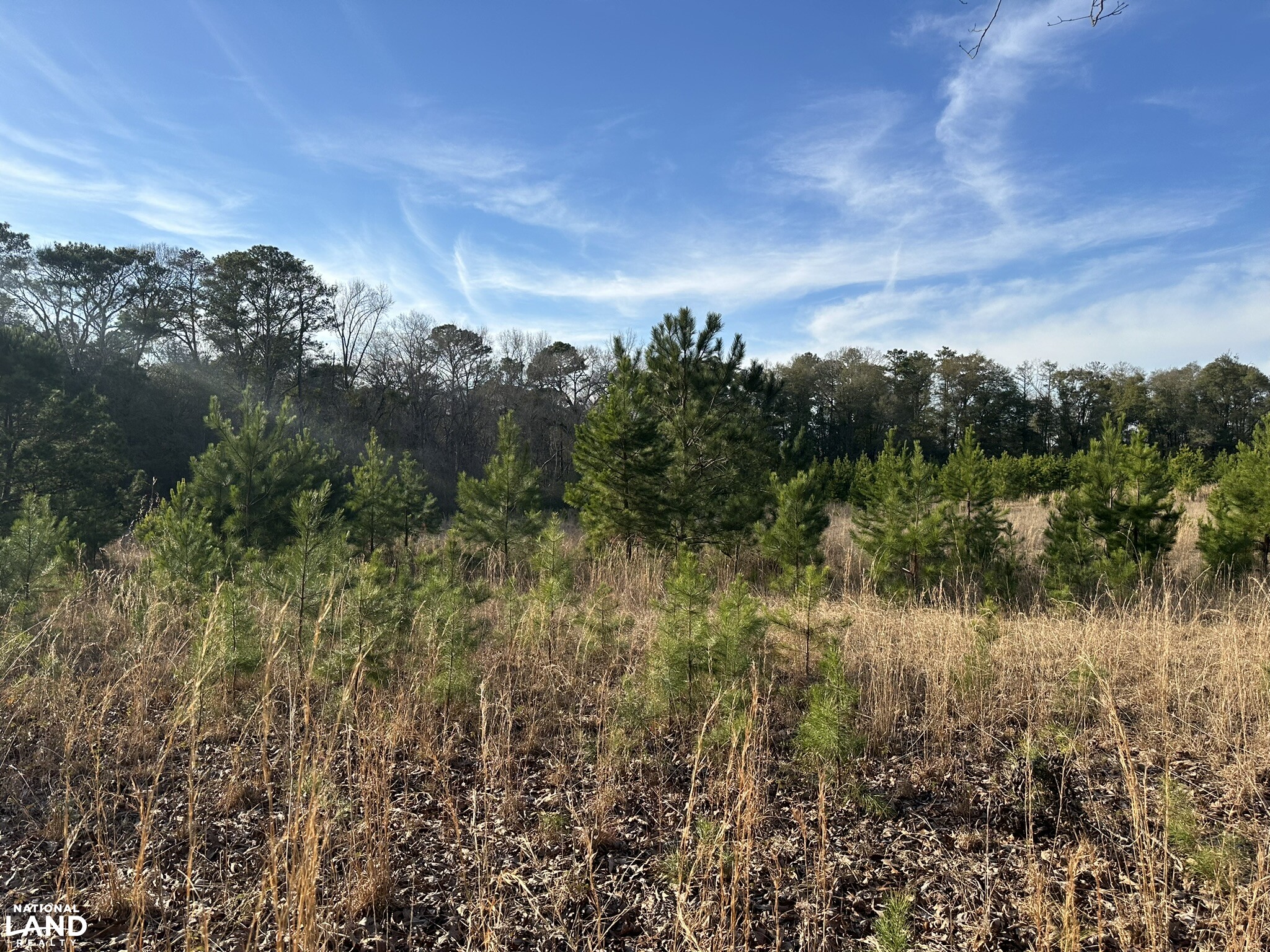 Dunahoo Road Timber and Hunting Tract in Clay County, Georgia (11 ...