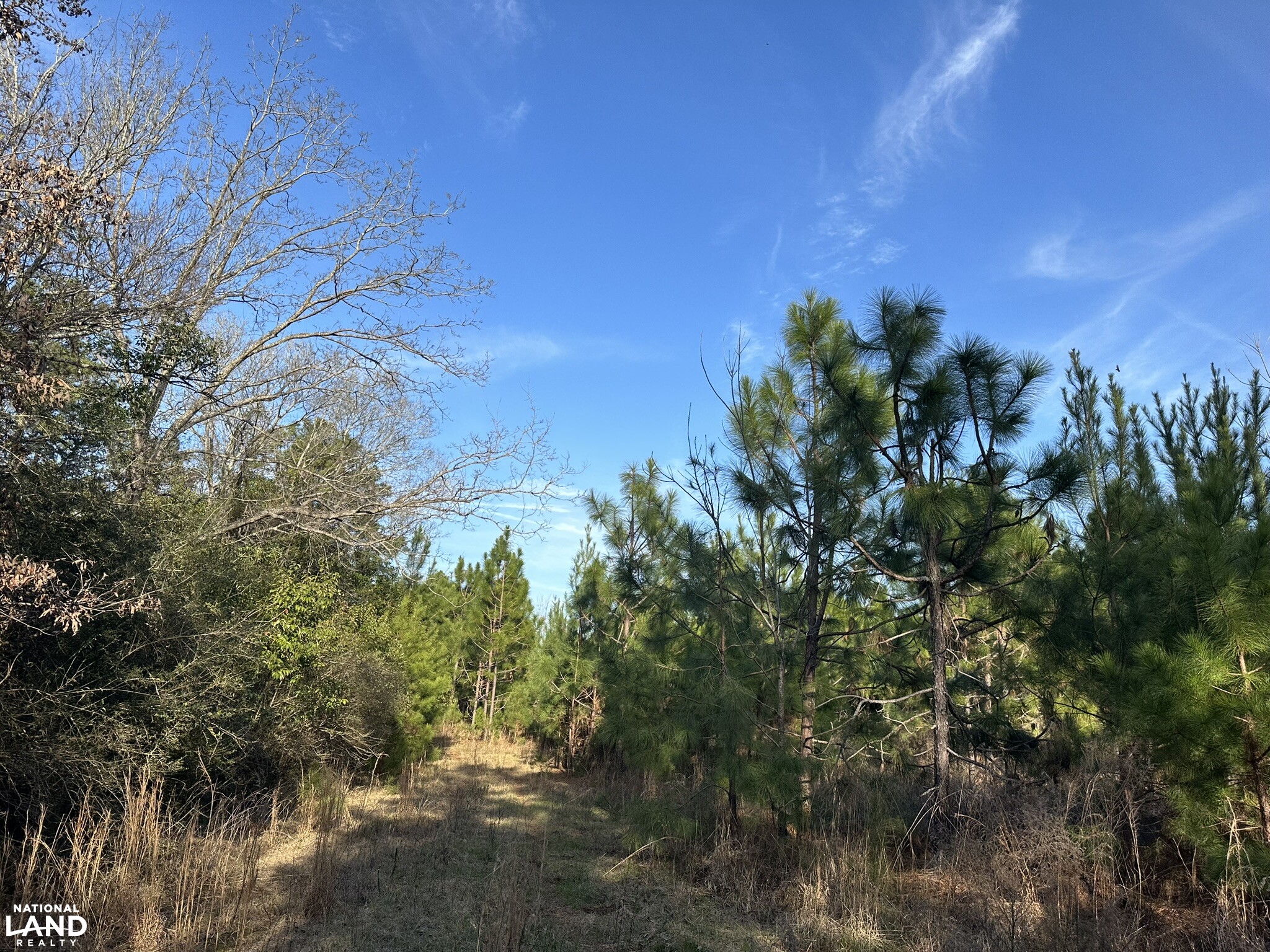 Dunahoo Road Timber and Hunting Tract in Clay County, Georgia (11 ...