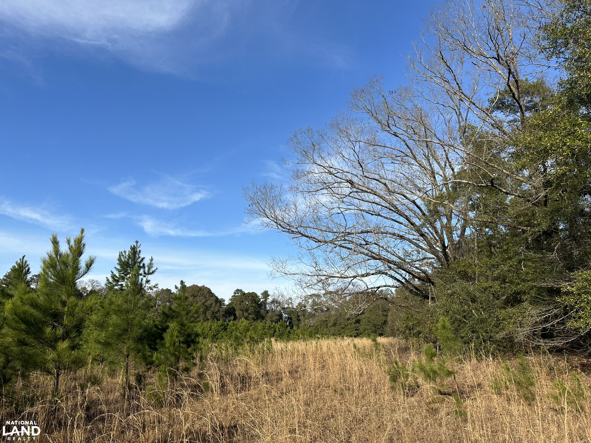 Dunahoo Road Timber and Hunting Tract in Clay County, Georgia (11 ...