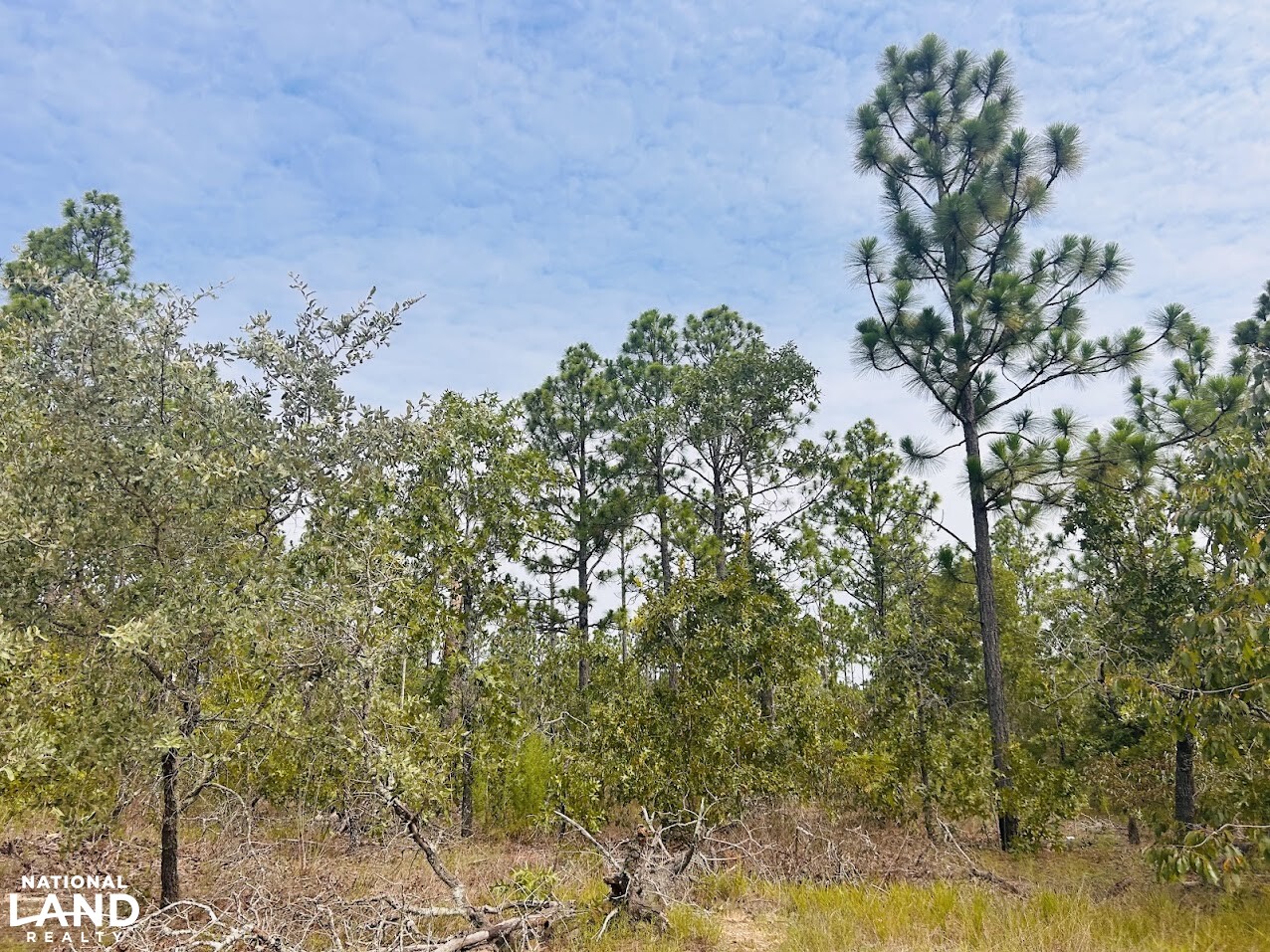 Mauk Wooded Homesite or Campsite in Marion County, Georgia (12 Photos ...