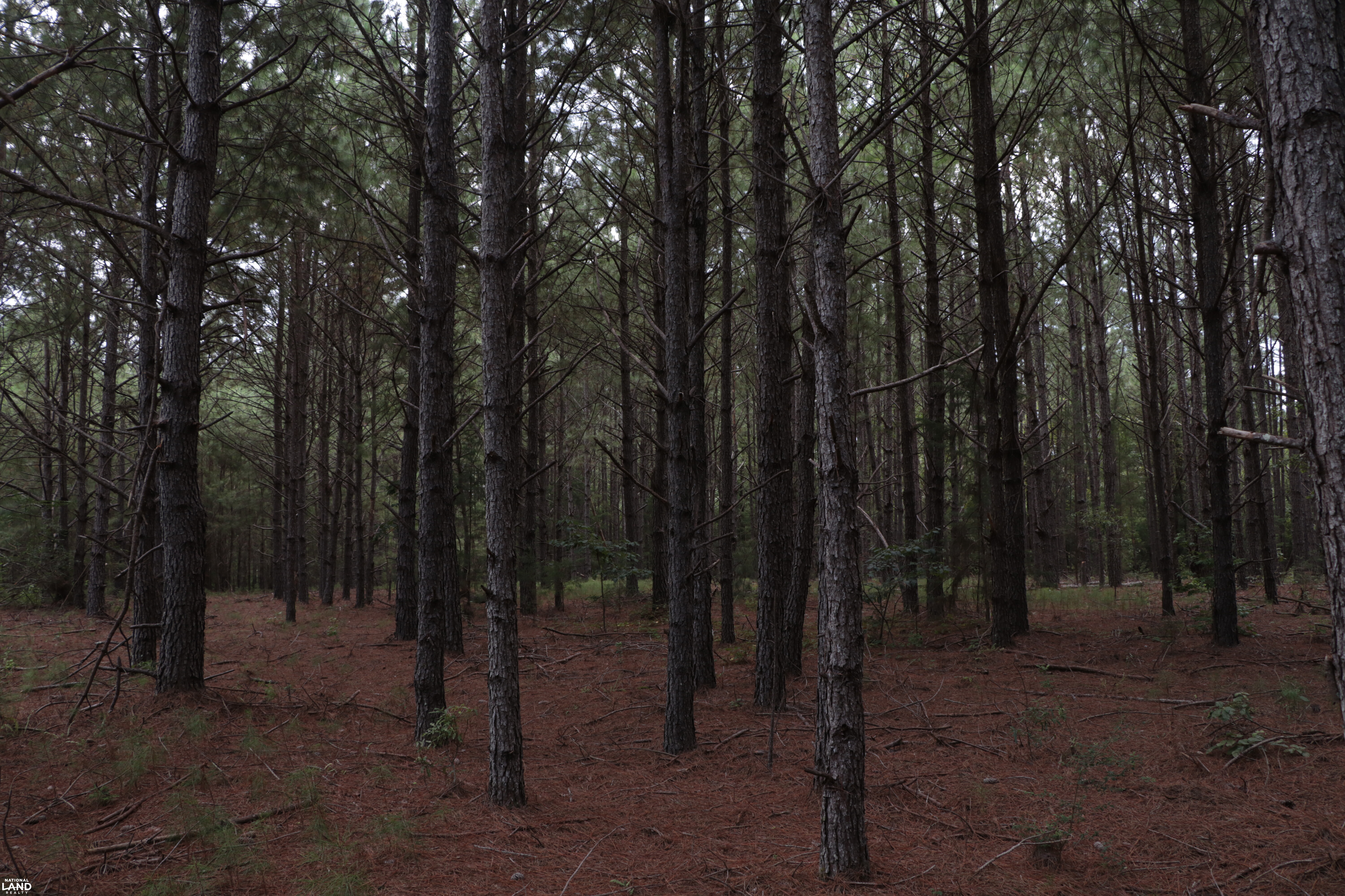 Perdue Hunting Tract in Chilton County, Alabama (11 Photos) | National ...