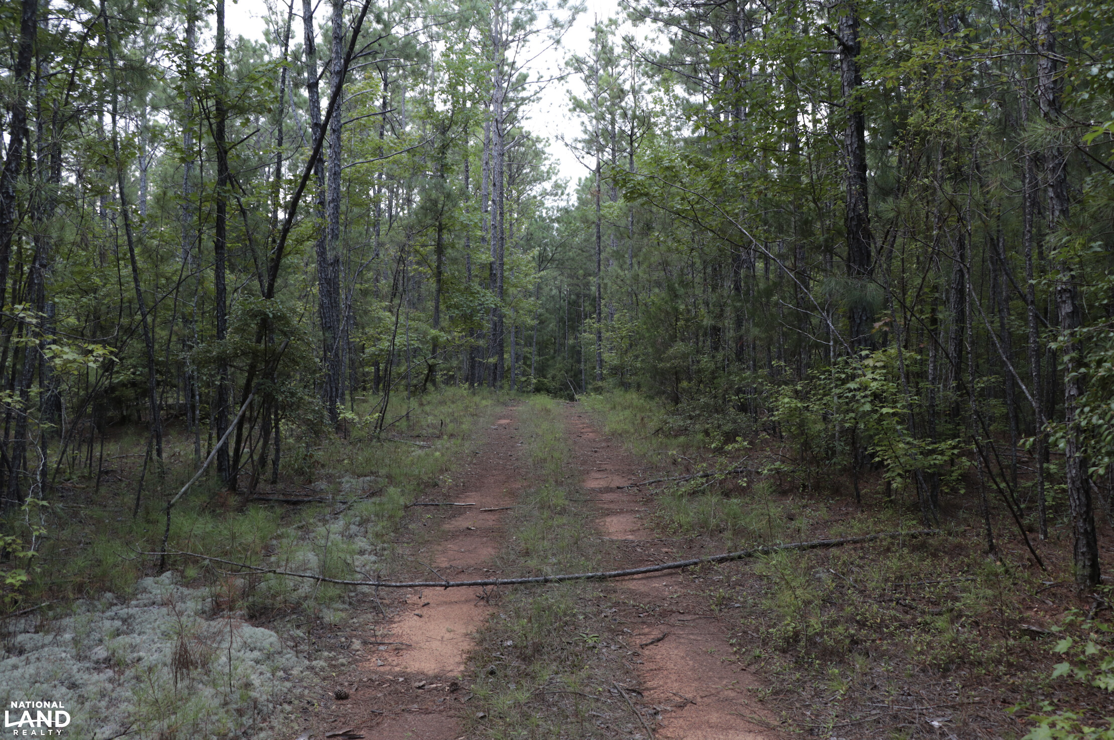 Perdue Hunting Tract in Chilton County, Alabama (11 Photos) | National ...