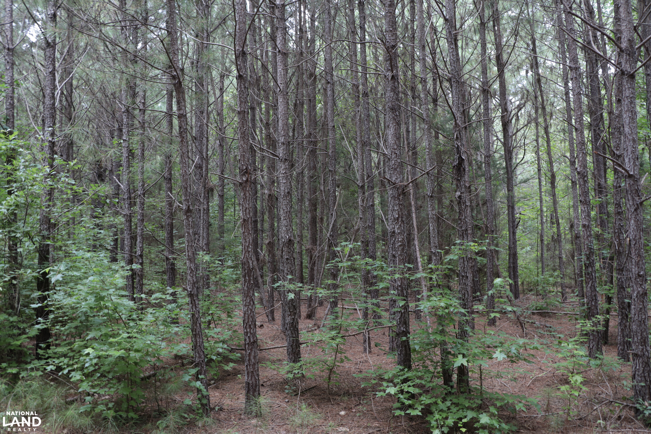 Perdue Hunting Tract in Chilton County, Alabama (11 Photos) | National ...