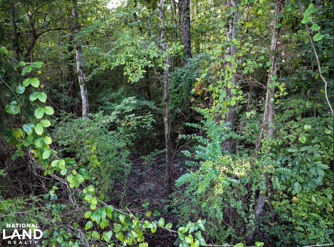 Munford Rec Tract in Talladega County, Alabama (13 Photos) | National ...