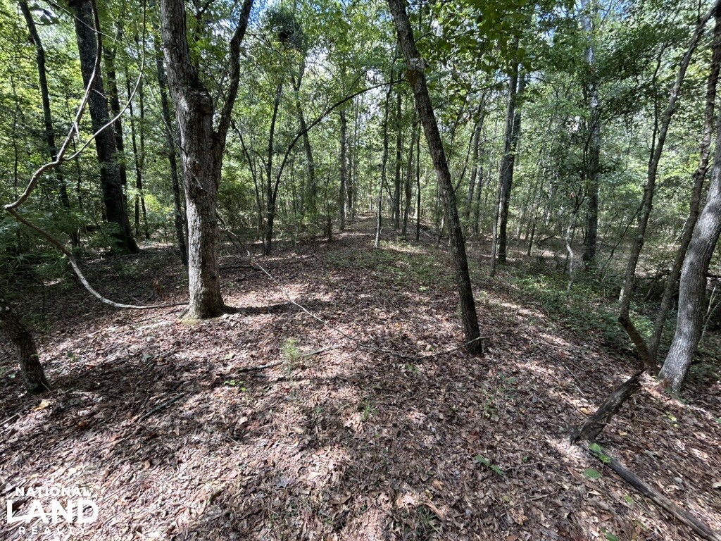 Harkey Tract in Clarendon County, South Carolina (28 Photos) | National ...