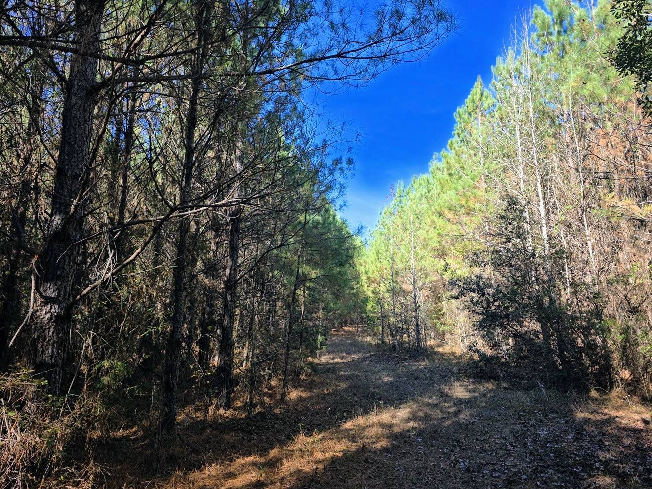 Land for Sale in Perry County, Alabama (23 Photos) | National Land Realty