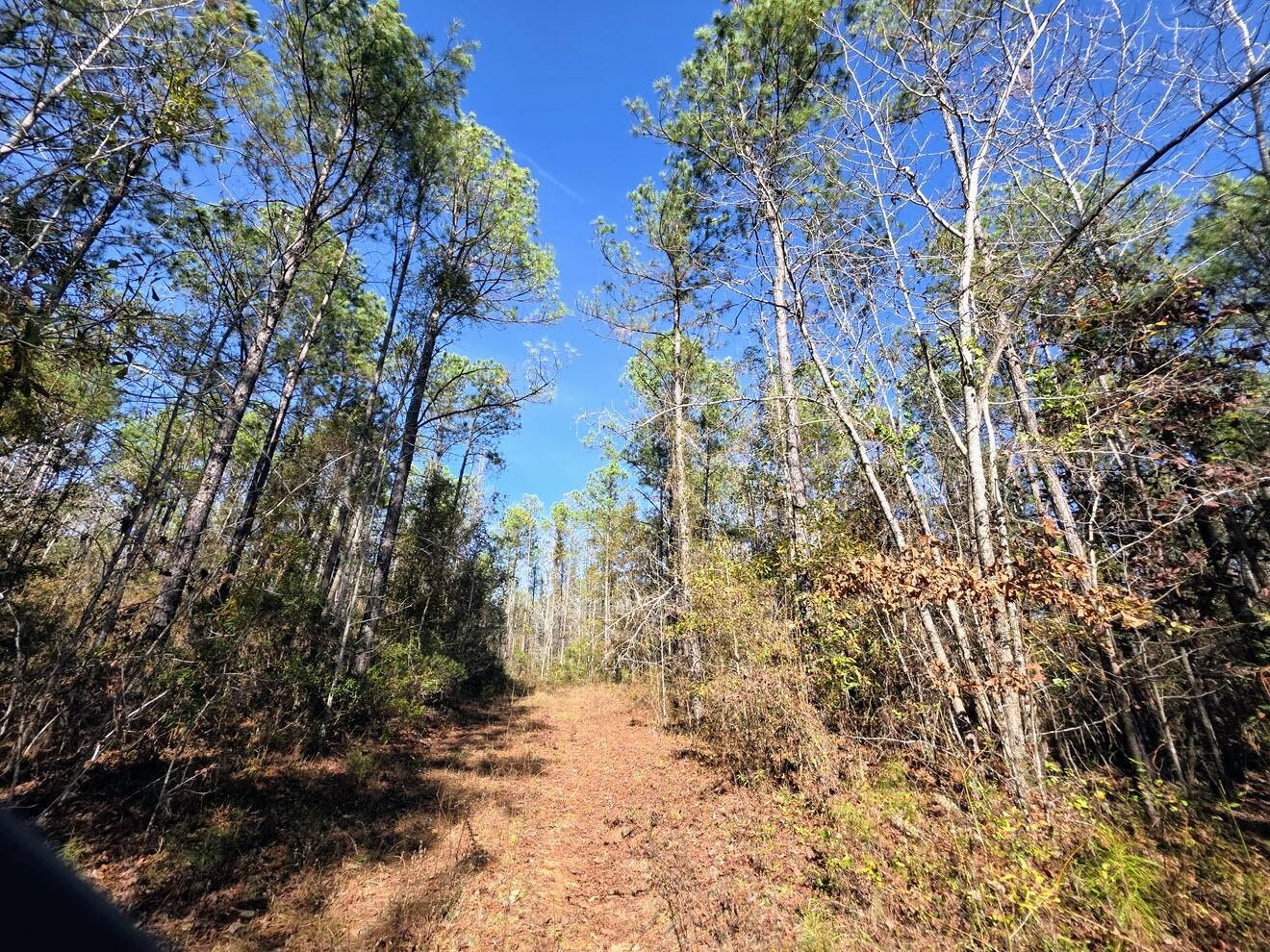 Land for Sale in Perry County, Alabama (23 Photos) | National Land Realty