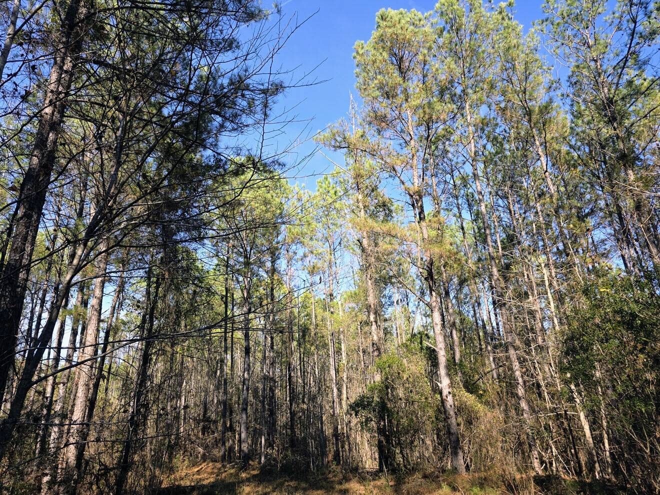 Land for Sale in Perry County, Alabama (23 Photos) | National Land Realty