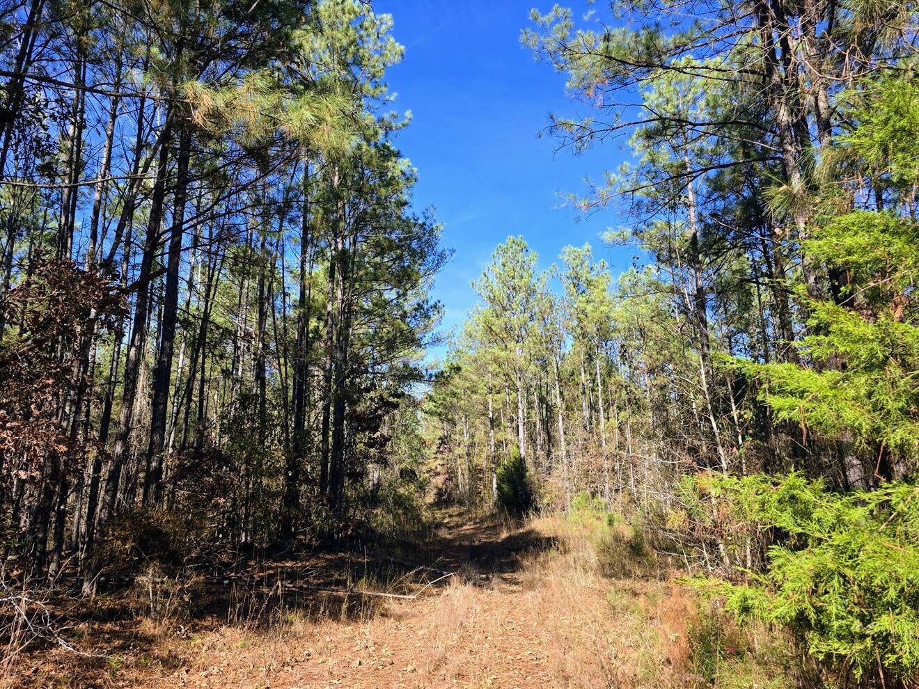 Land for Sale in Perry County, Alabama (23 Photos) | National Land Realty