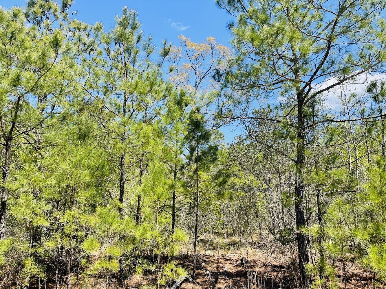 Skylee Final Tract in Brunswick County, North Carolina (12 Photos ...