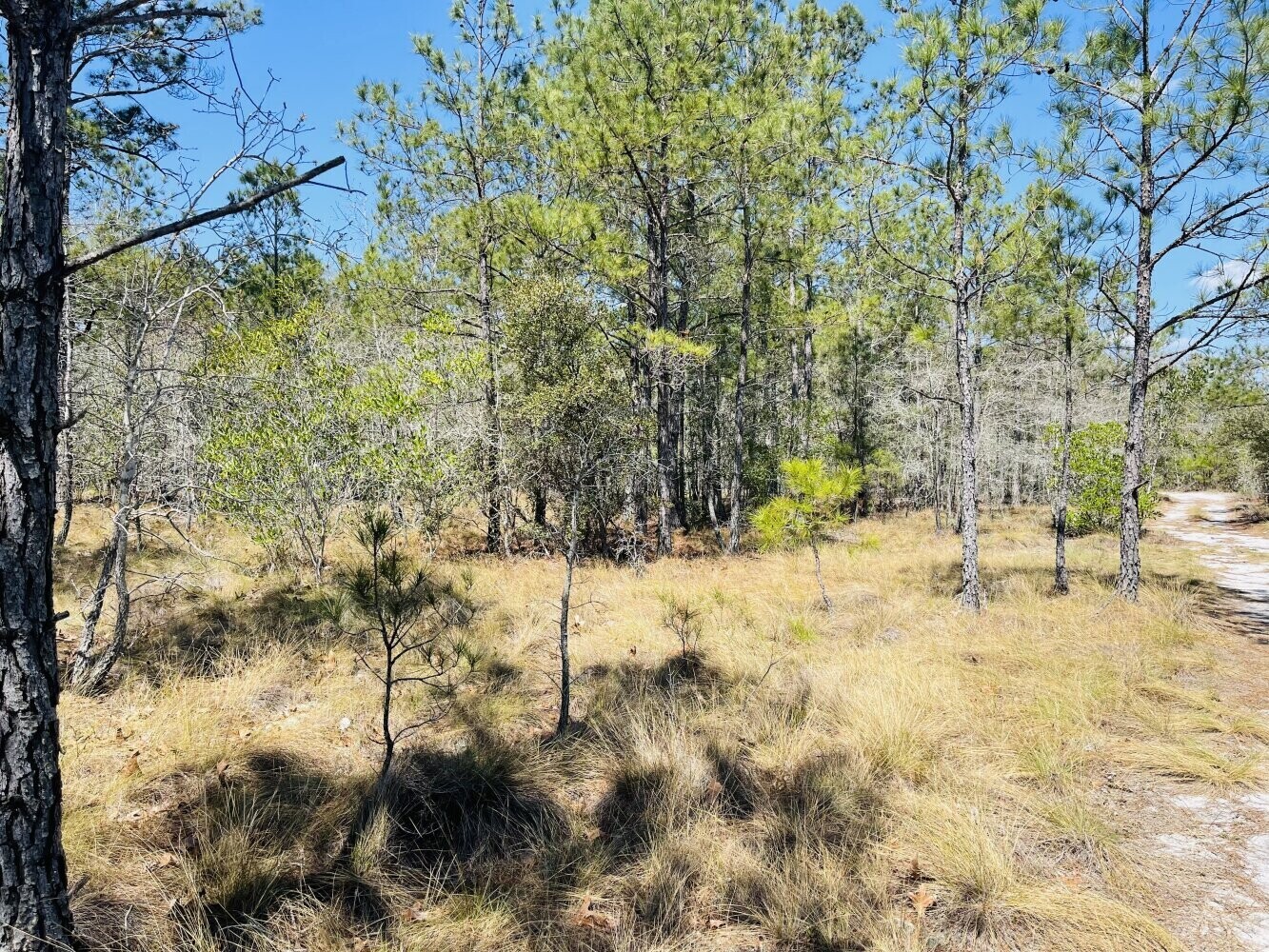 Skylee Final Tract in Brunswick County, North Carolina (12 Photos ...