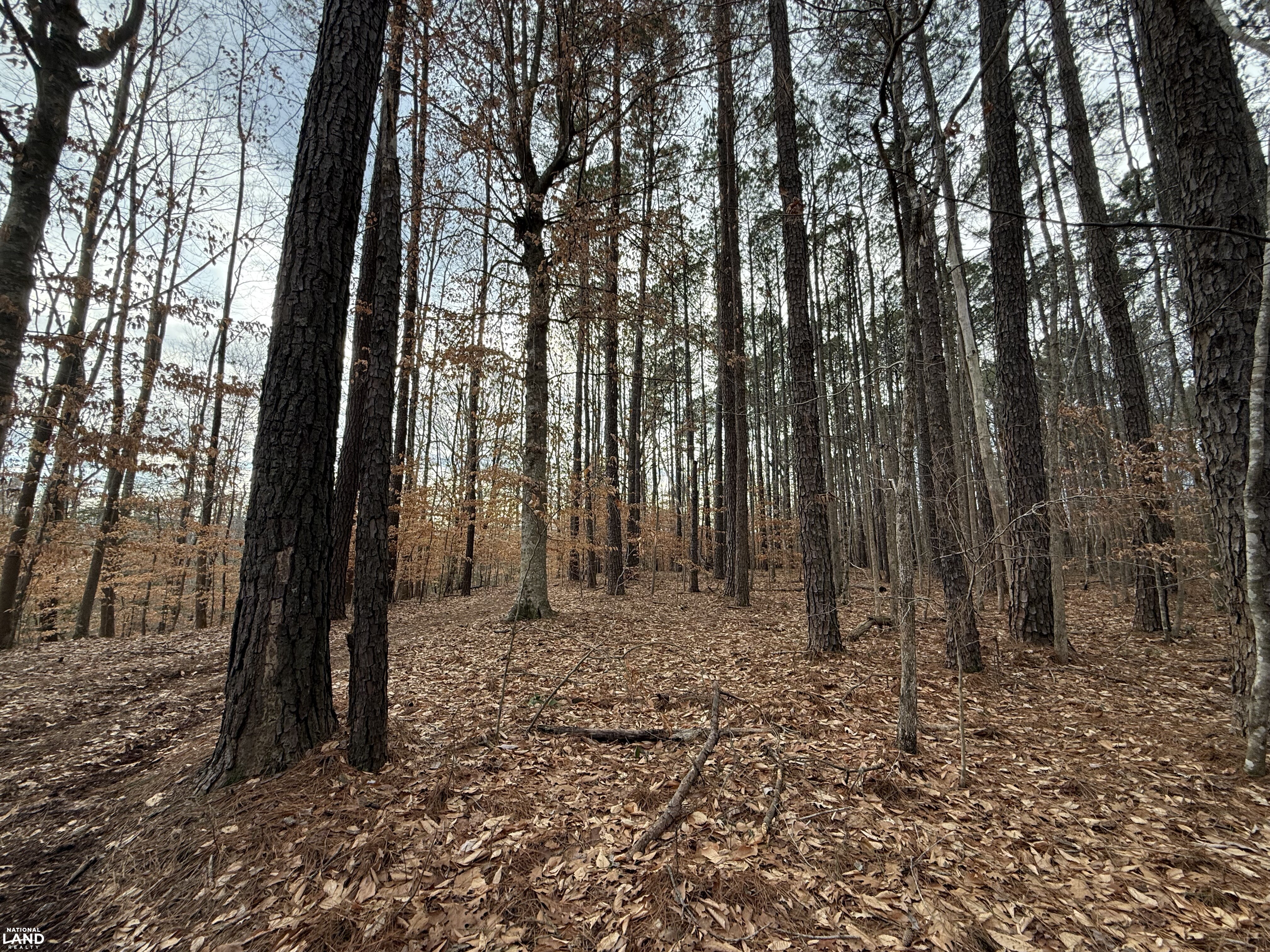 Cashie River Hunting Tract Sans Souci in Bertie County, North Carolina ...