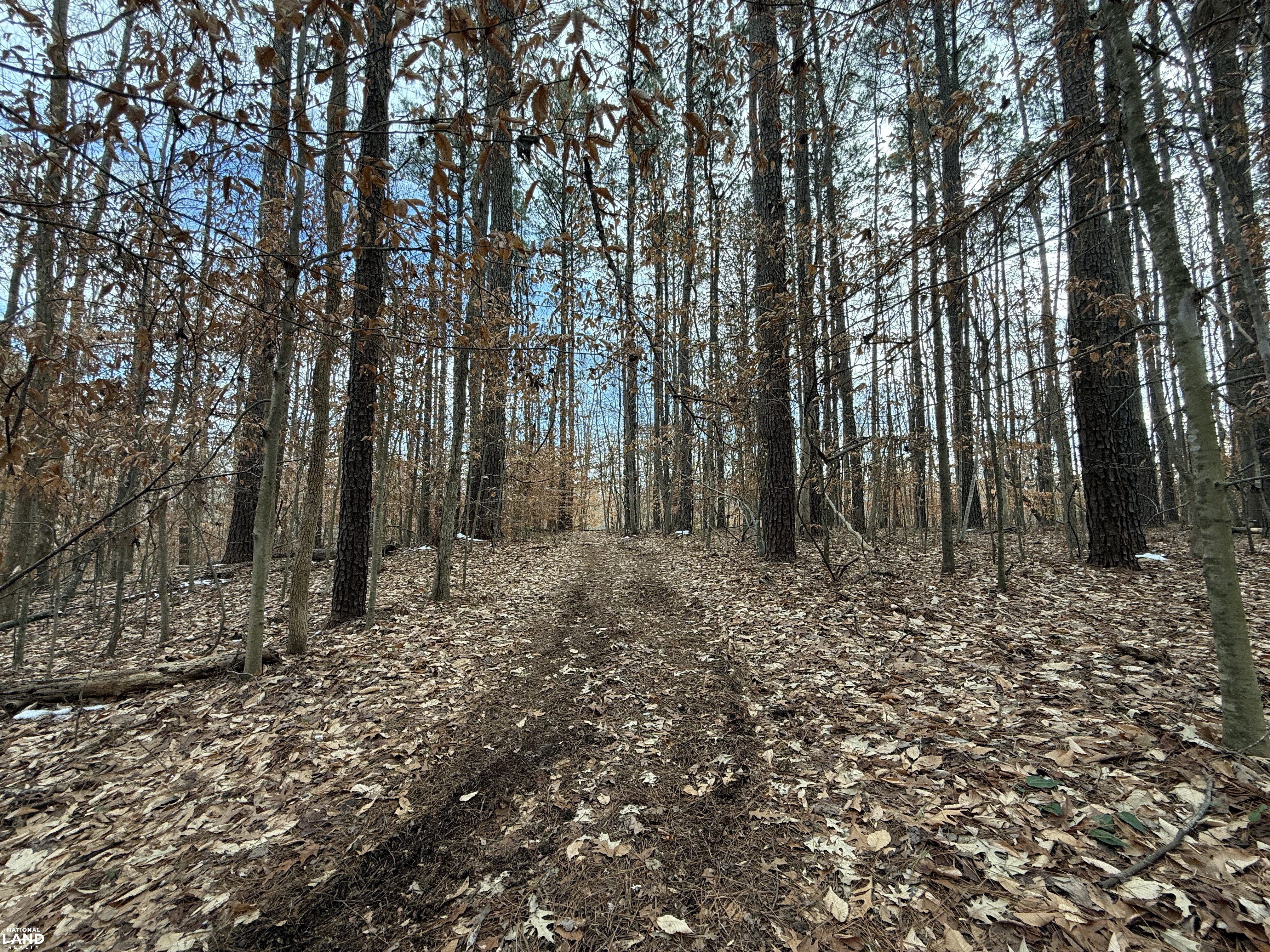 Cashie River Hunting Tract Sans Souci in Bertie County, North Carolina ...