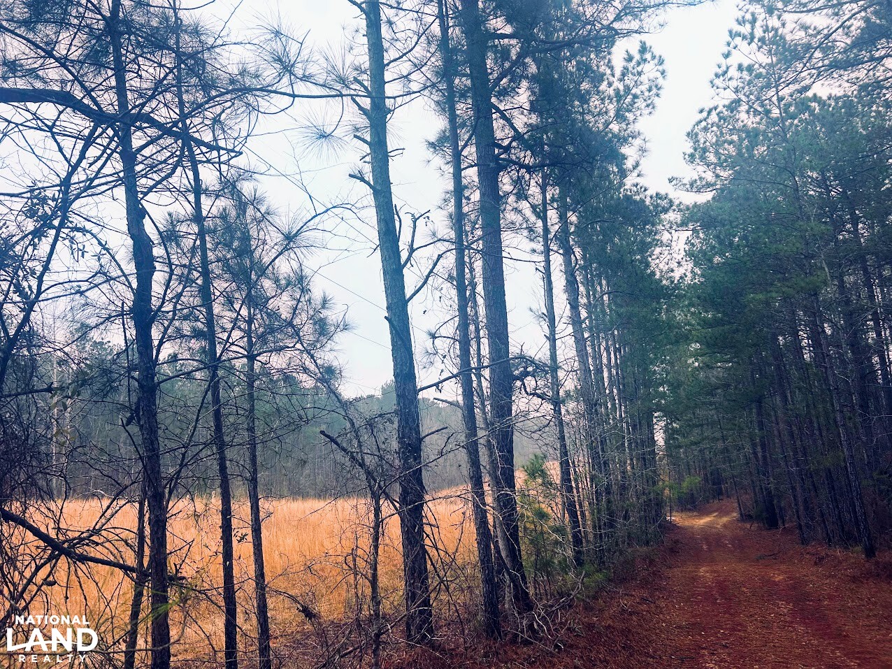Powerline Ridge Preserve in Baldwin County, Georgia (20 Photos ...