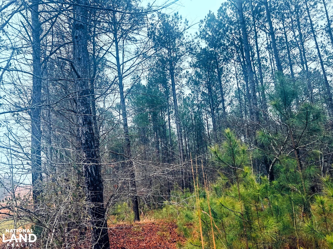 Powerline Ridge Preserve in Baldwin County, Georgia (20 Photos ...
