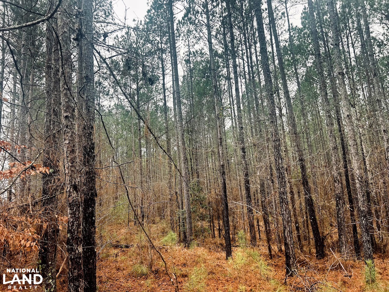 Powerline Ridge Preserve in Baldwin County, Georgia (20 Photos ...