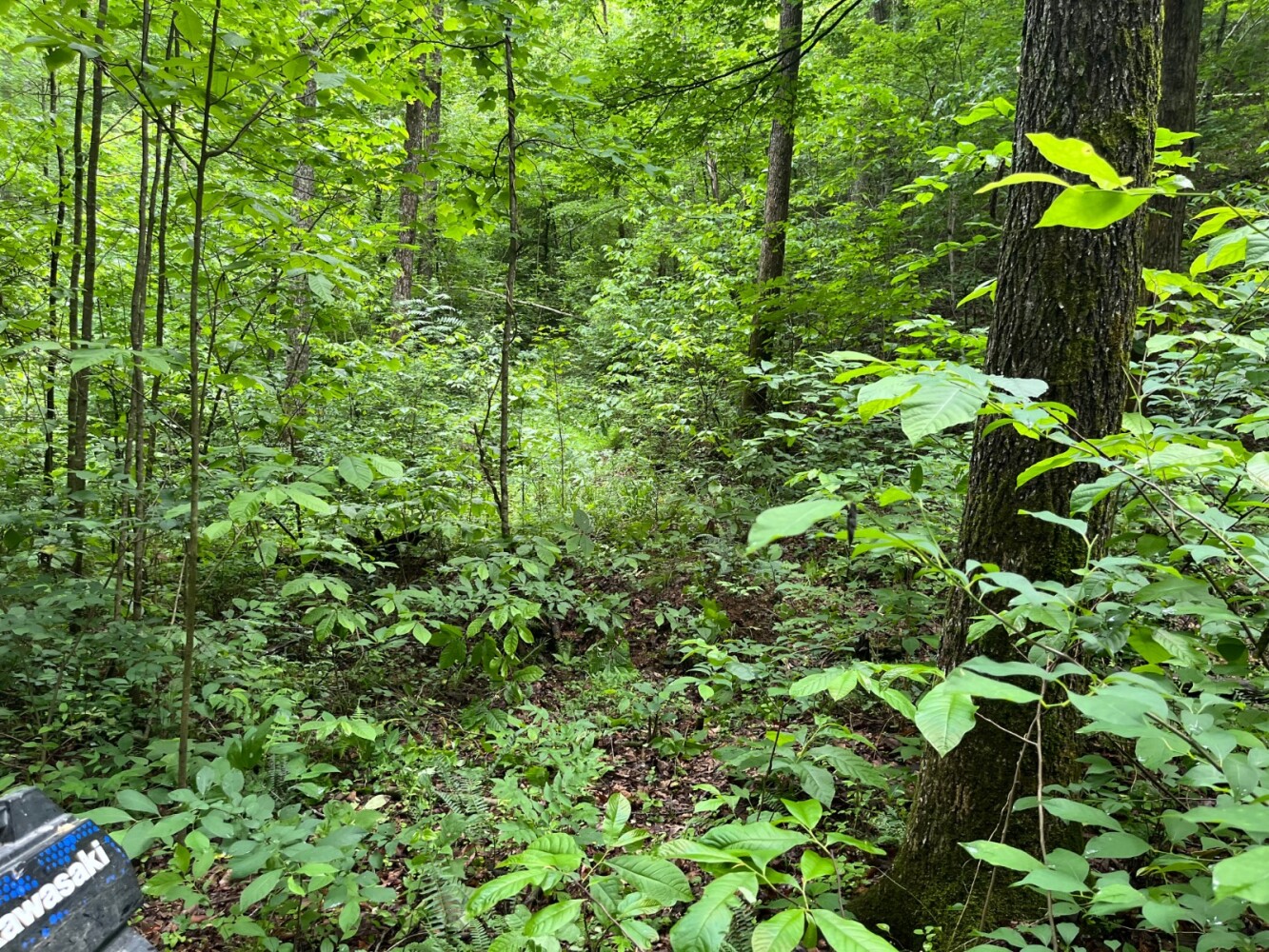 Land for Sale in Cumberland County, Kentucky (3 Photos) | National Land ...